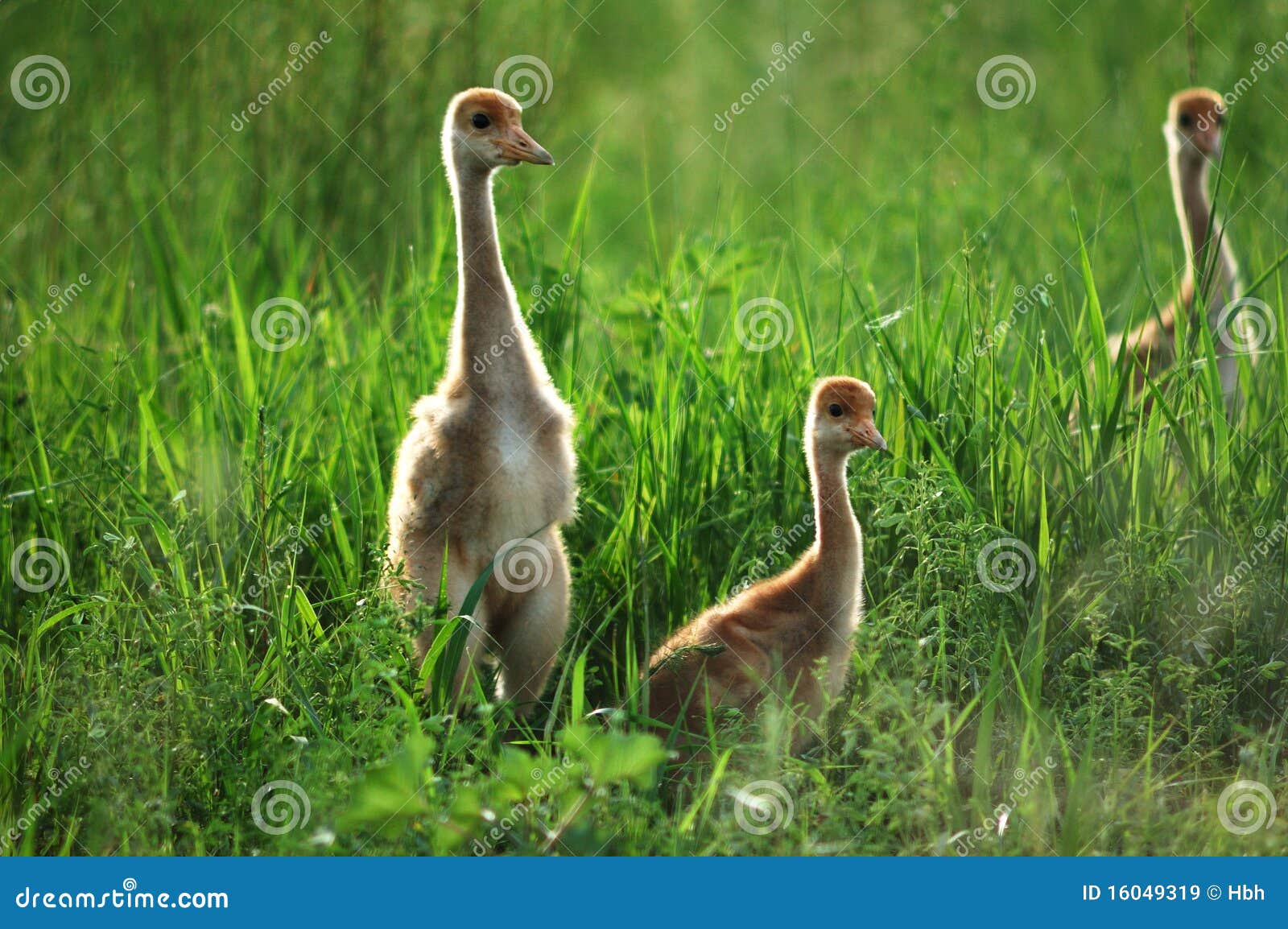 Little Red-crowned Crane stock image. Image of lovly - 16049319