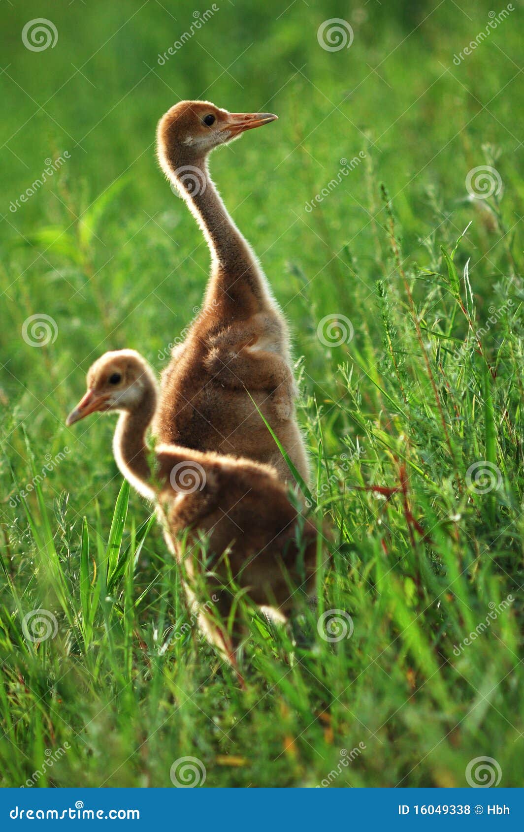 Little Red-crowned Crane stock photo. Image of wild, color - 16049338