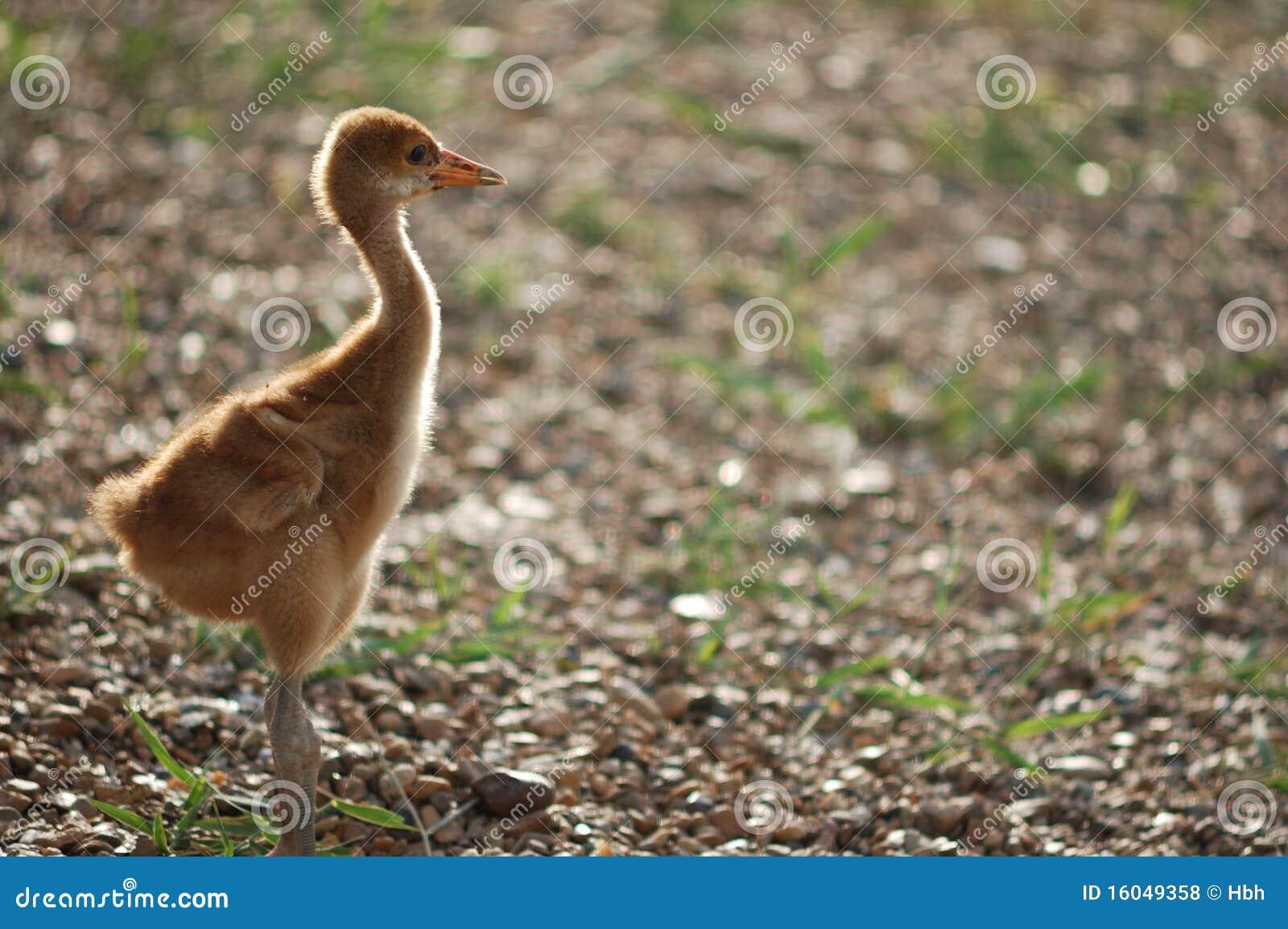 Little Red-crowned Crane stock photo. Image of bird, crown - 16049358