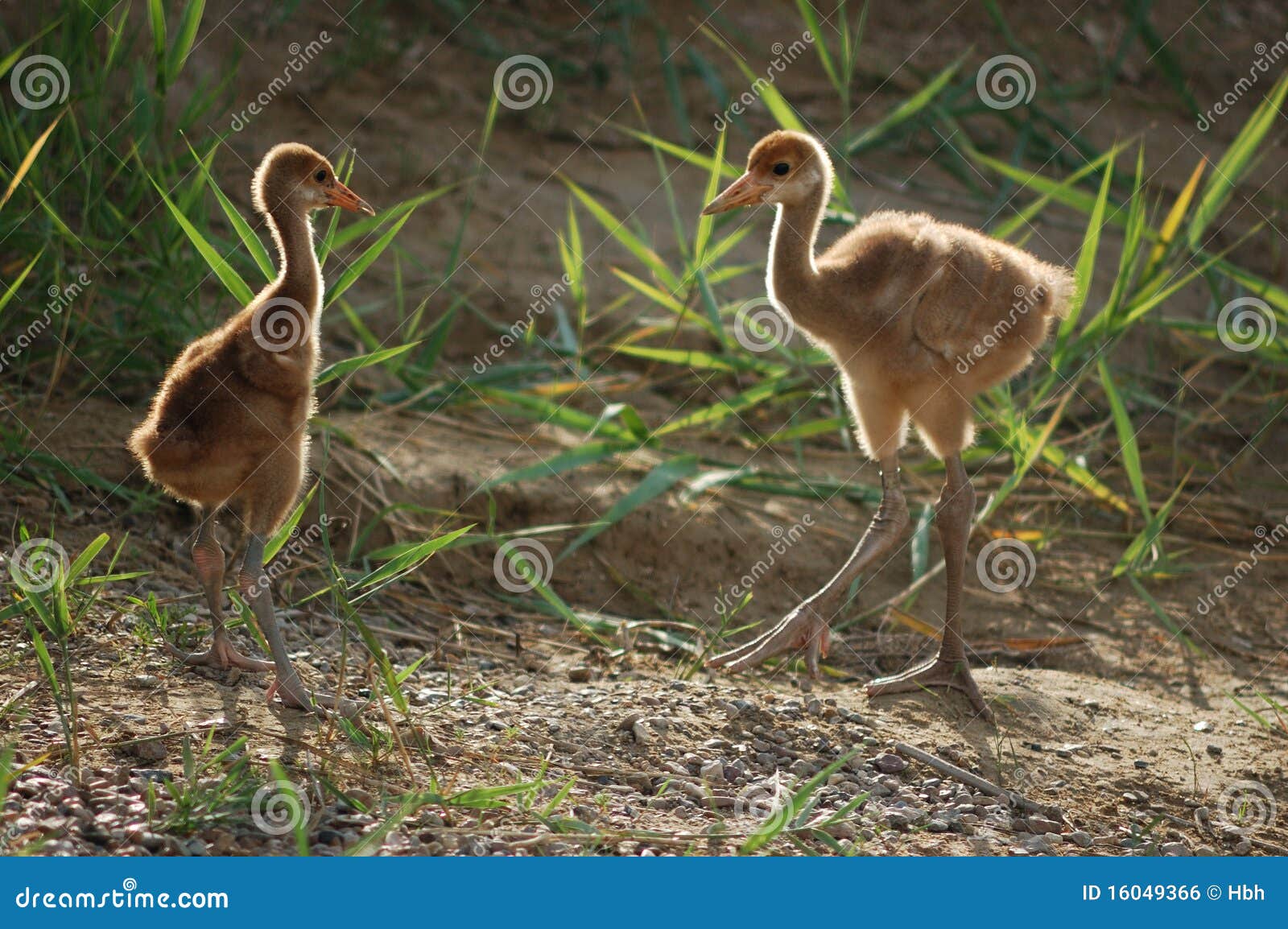 Little Red-crowned Crane stock photo. Image of crown - 16049366