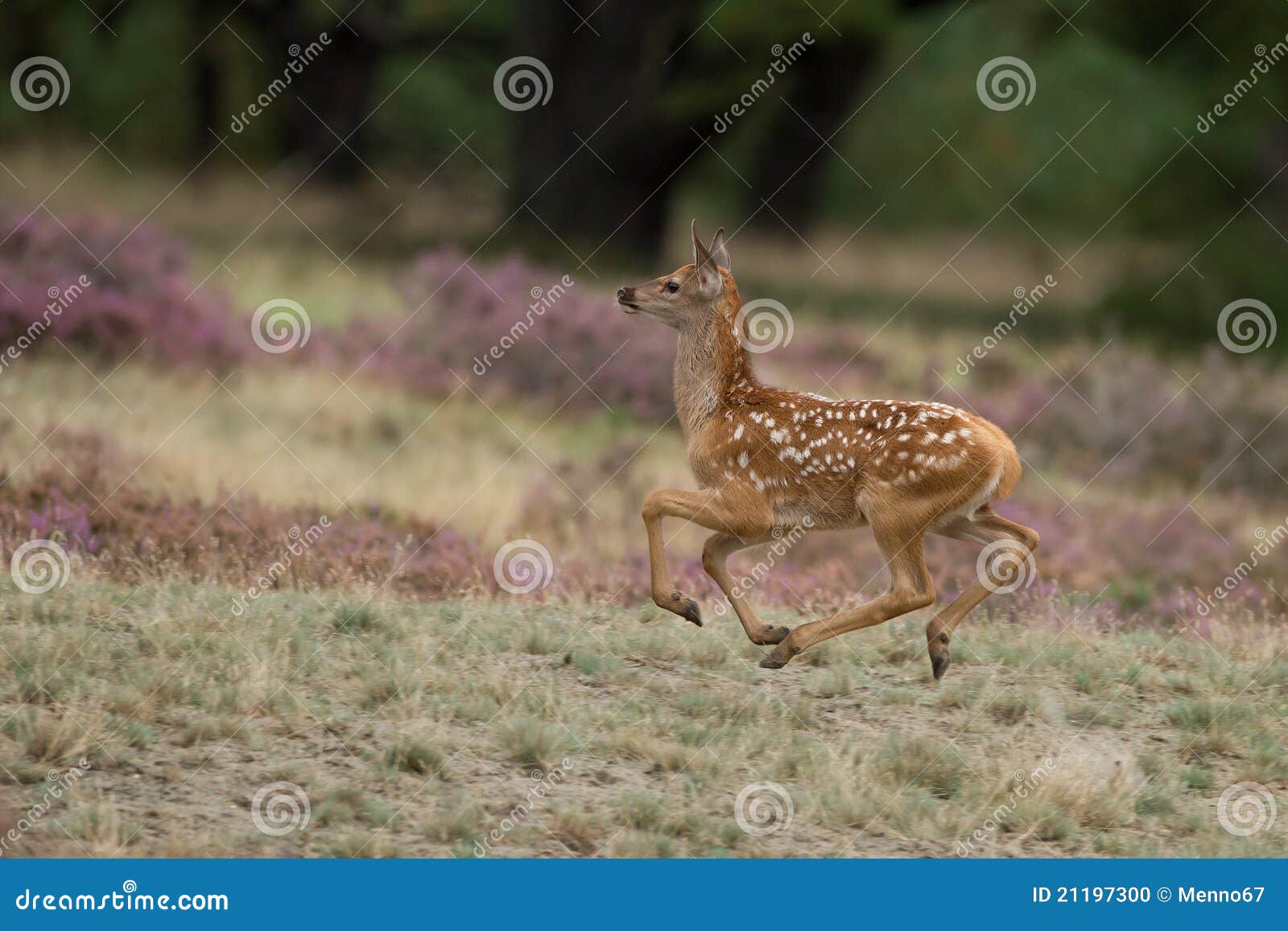 Little Red Deer stock photo. Image of bami, wildlife - 21197300