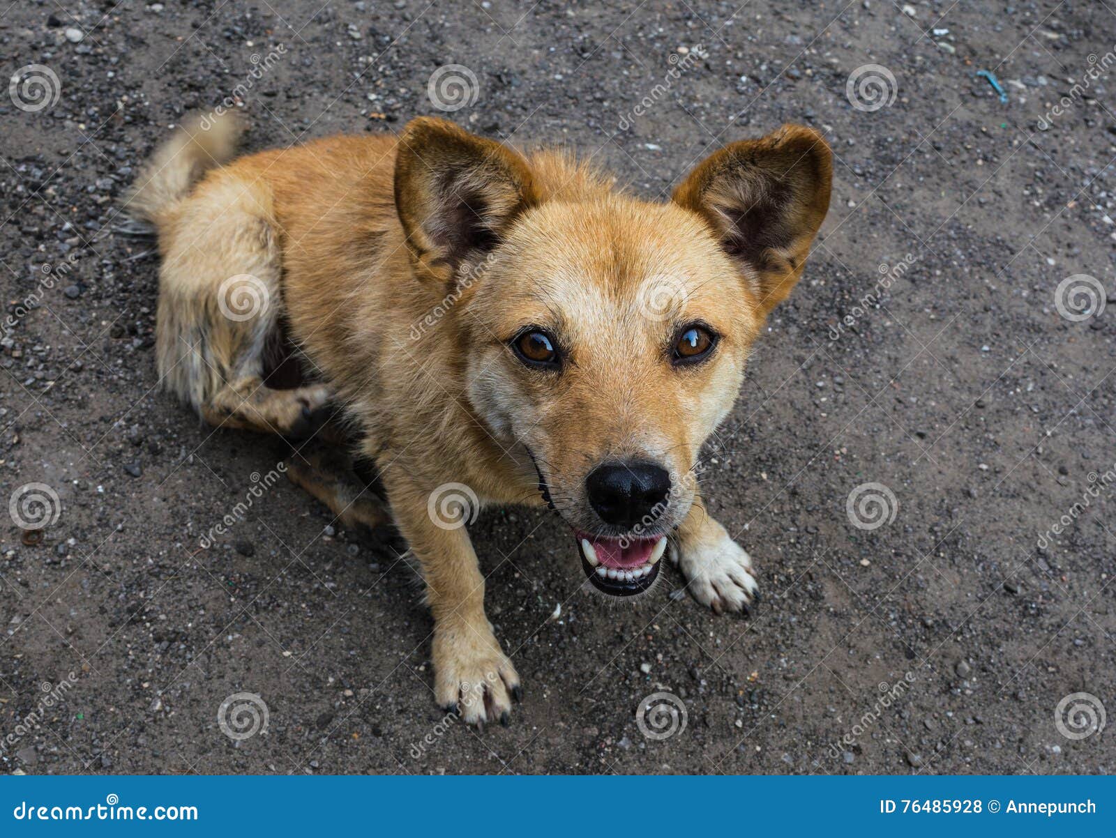 Little Red Dog with Open Mouth. Stock Photo - Image of little, head ...