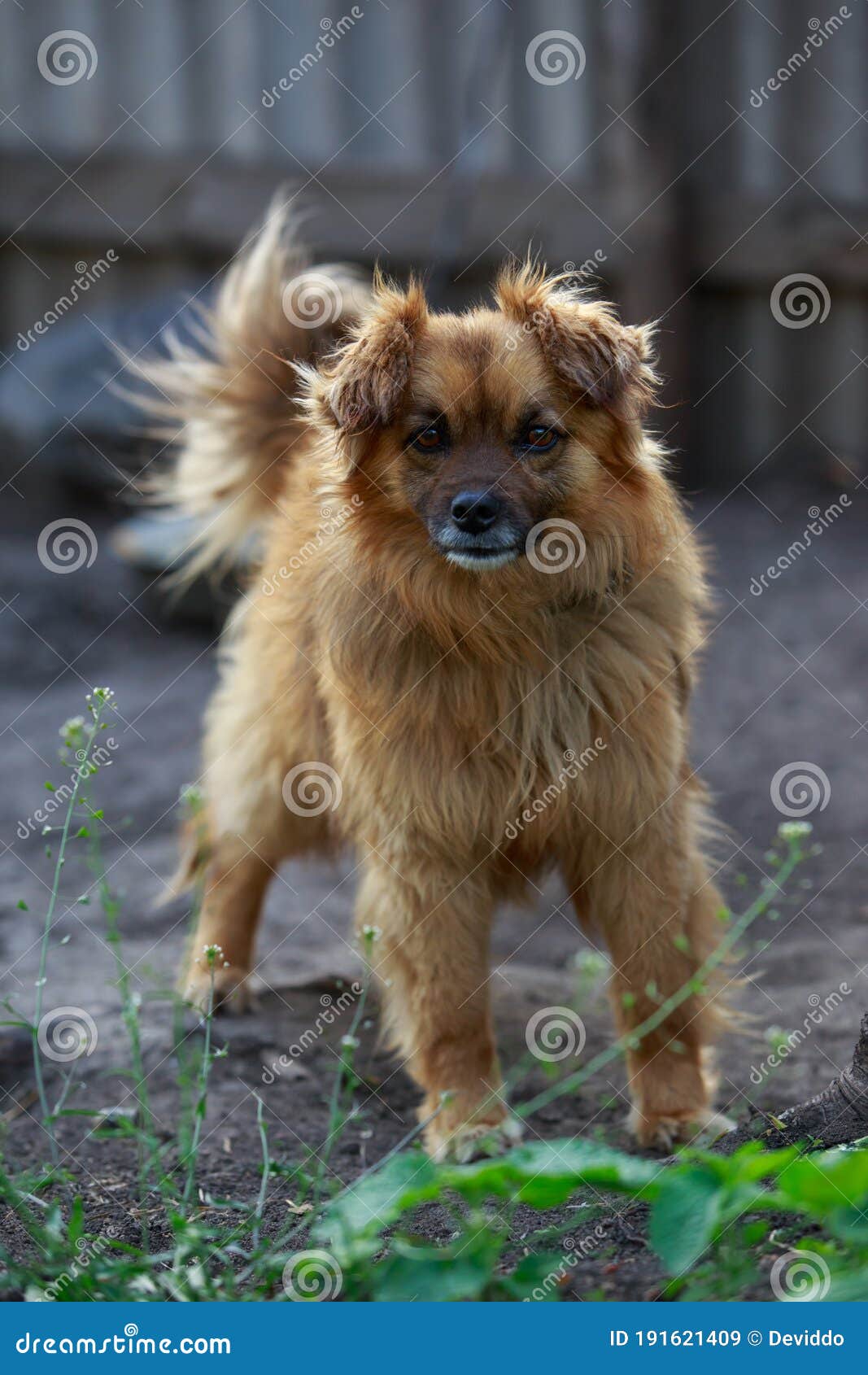 Little red dog stock image. Image of redheaded, pedigree - 191621409