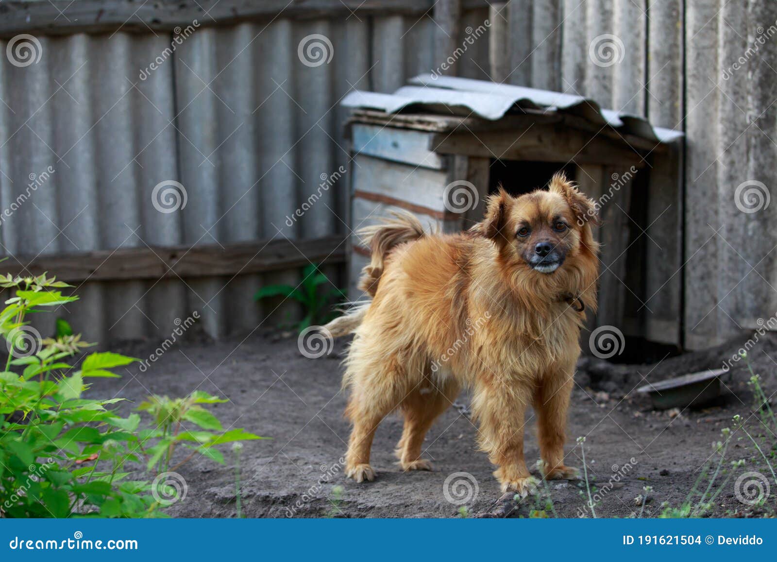 Little red dog stock photo. Image of canine, portrait - 191621504