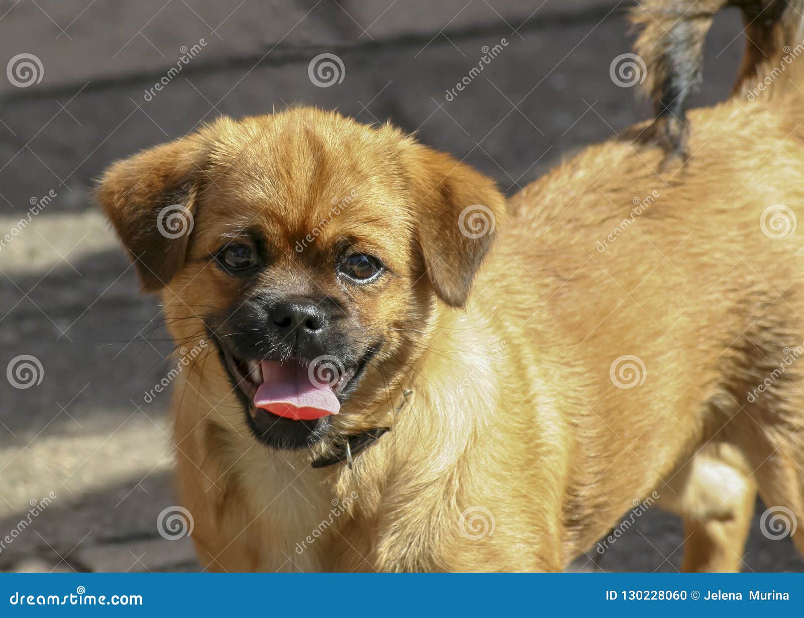 Little red dog stock photo. Image of isolated, domestic - 130228060