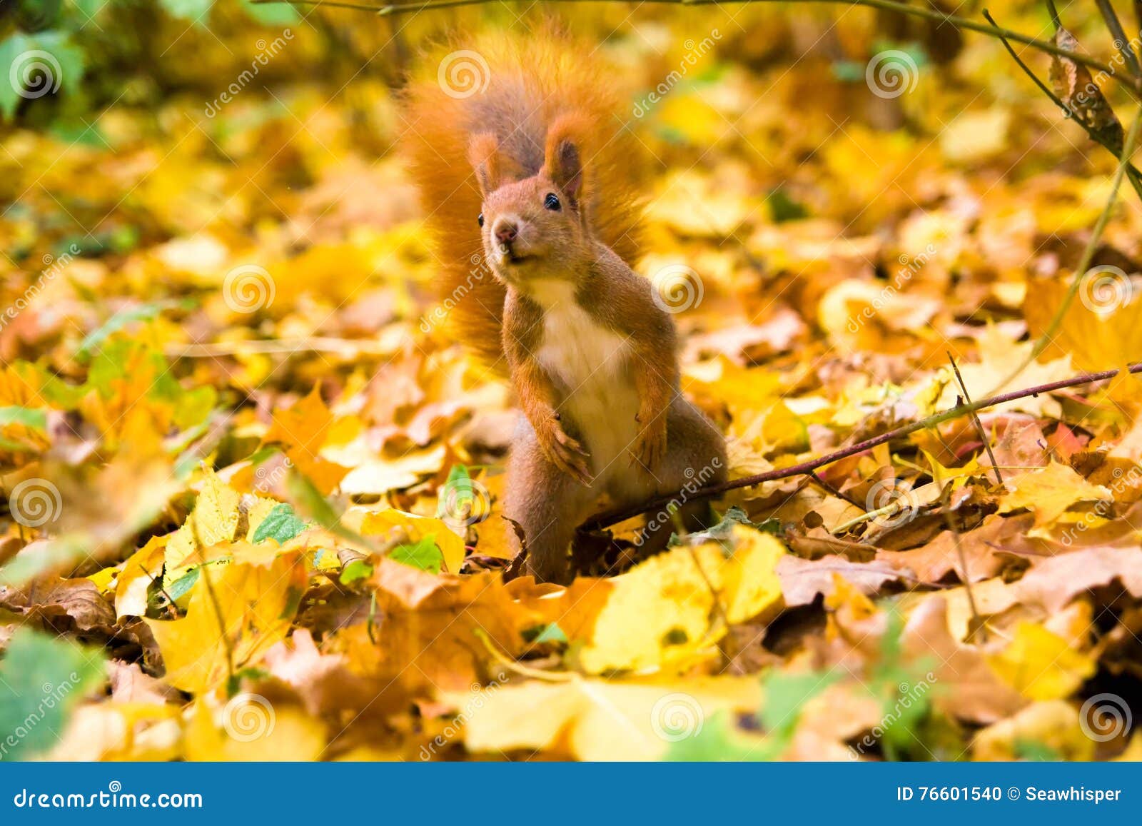 Little Red Eurasian Squirrel Stock Photo - Image of lazienki, furry ...