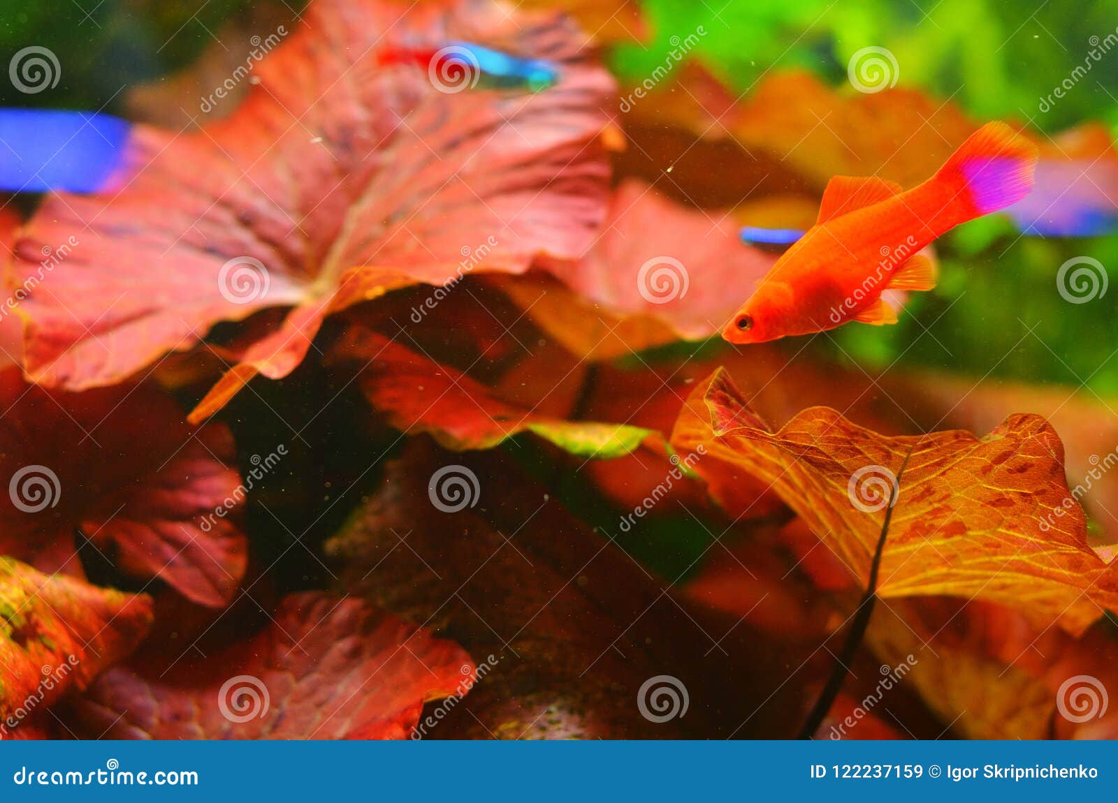Little Red Fish on the Background of Red Algae Stock Image - Image of ...