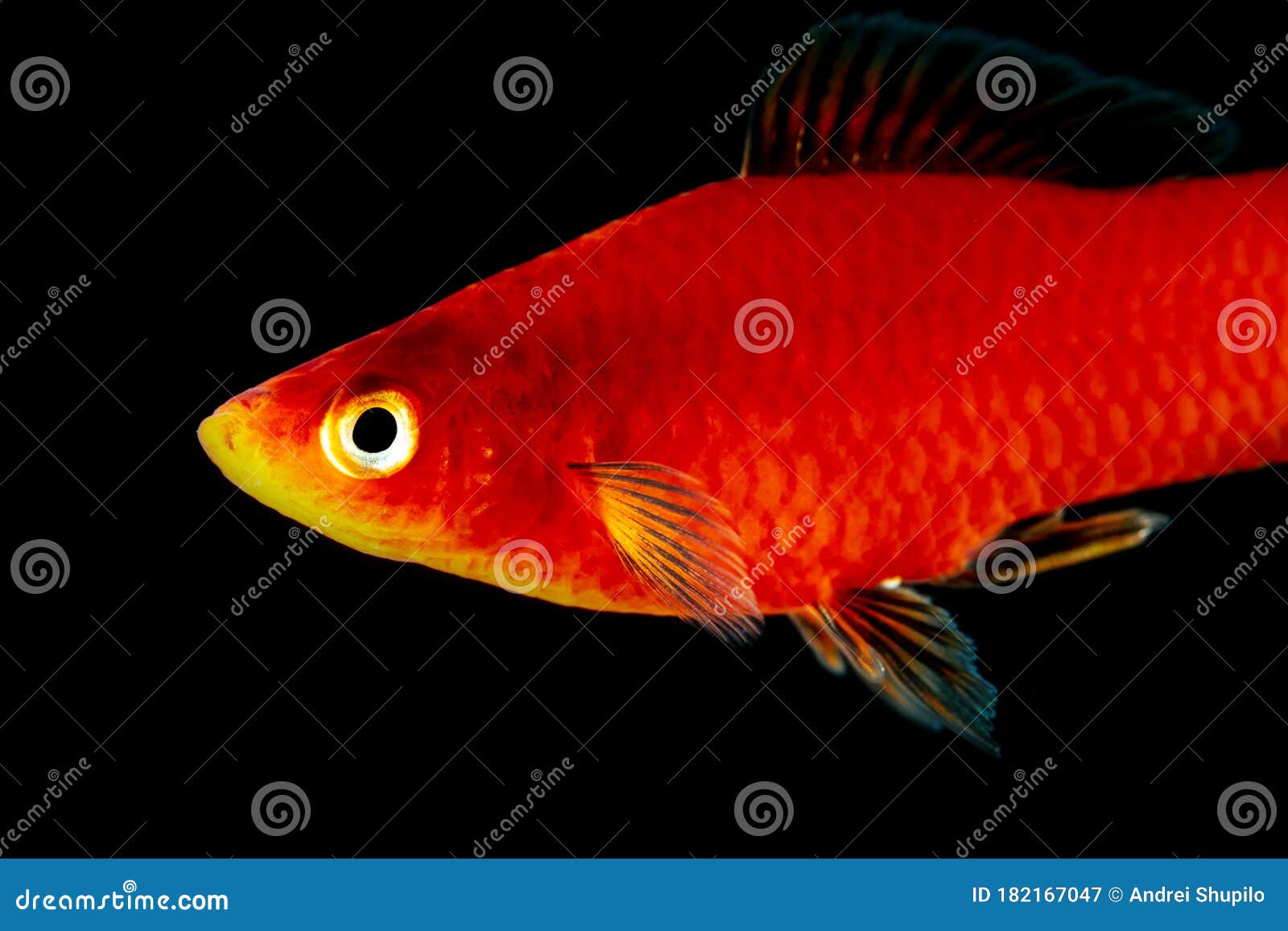 Little Red Fish on Black Background Stock Image - Image of beautiful ...