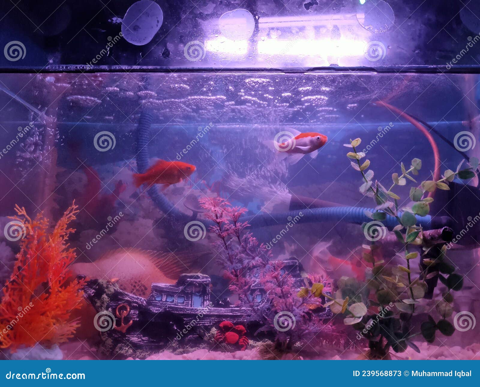 Little Red Fish Playing in Their Aquarium Stock Image - Image of ...