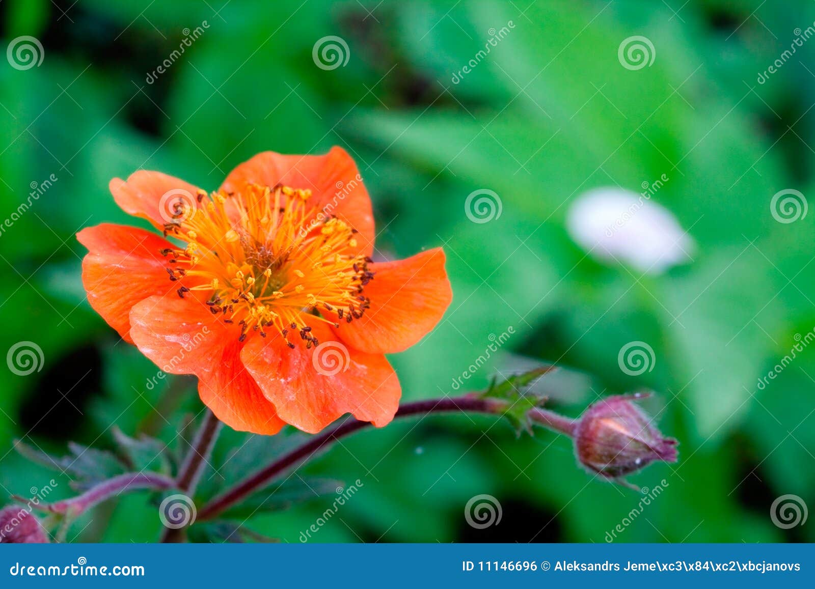 Little red flower stock photo. Image of floral, beauty - 11146696