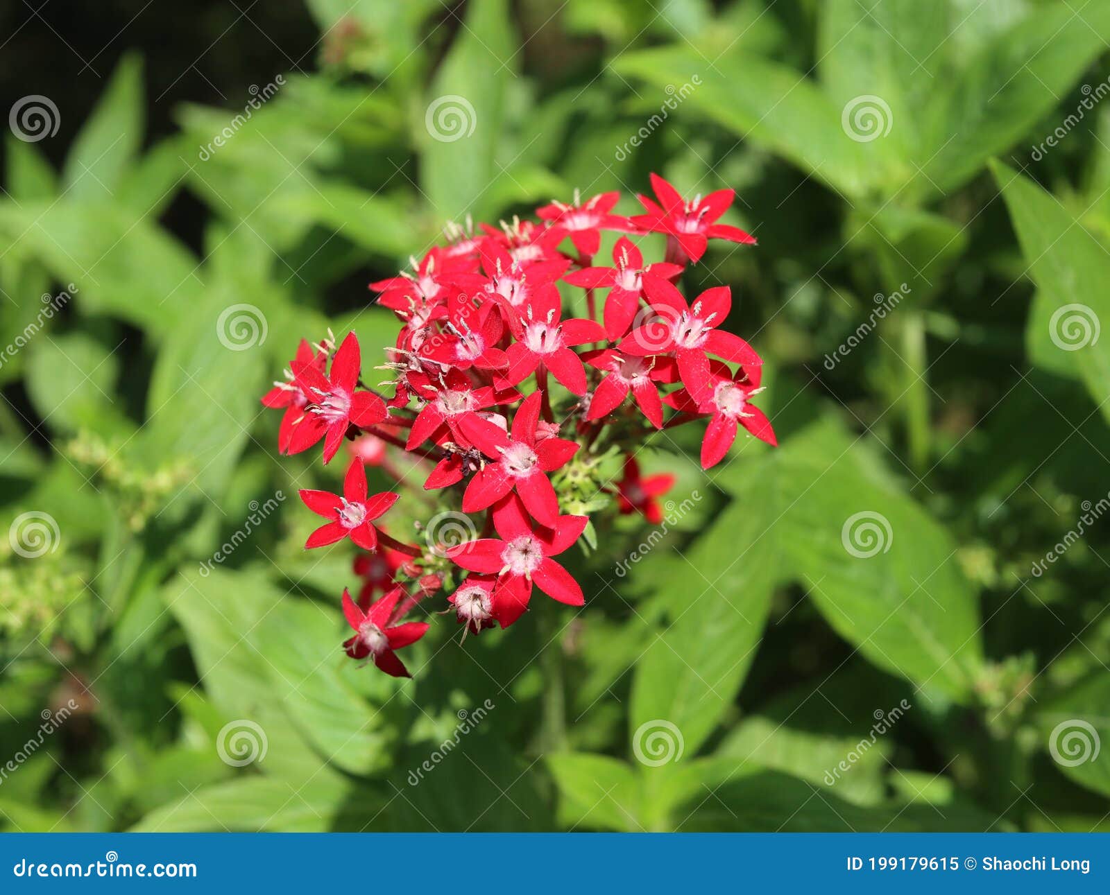 Little red flower stock image. Image of garden, nature - 199179615