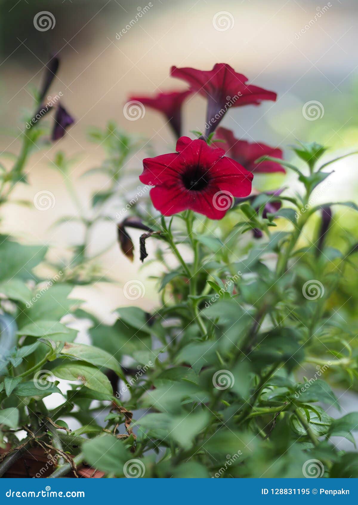 Little red flower stock image. Image of bouquet, leave - 128831195