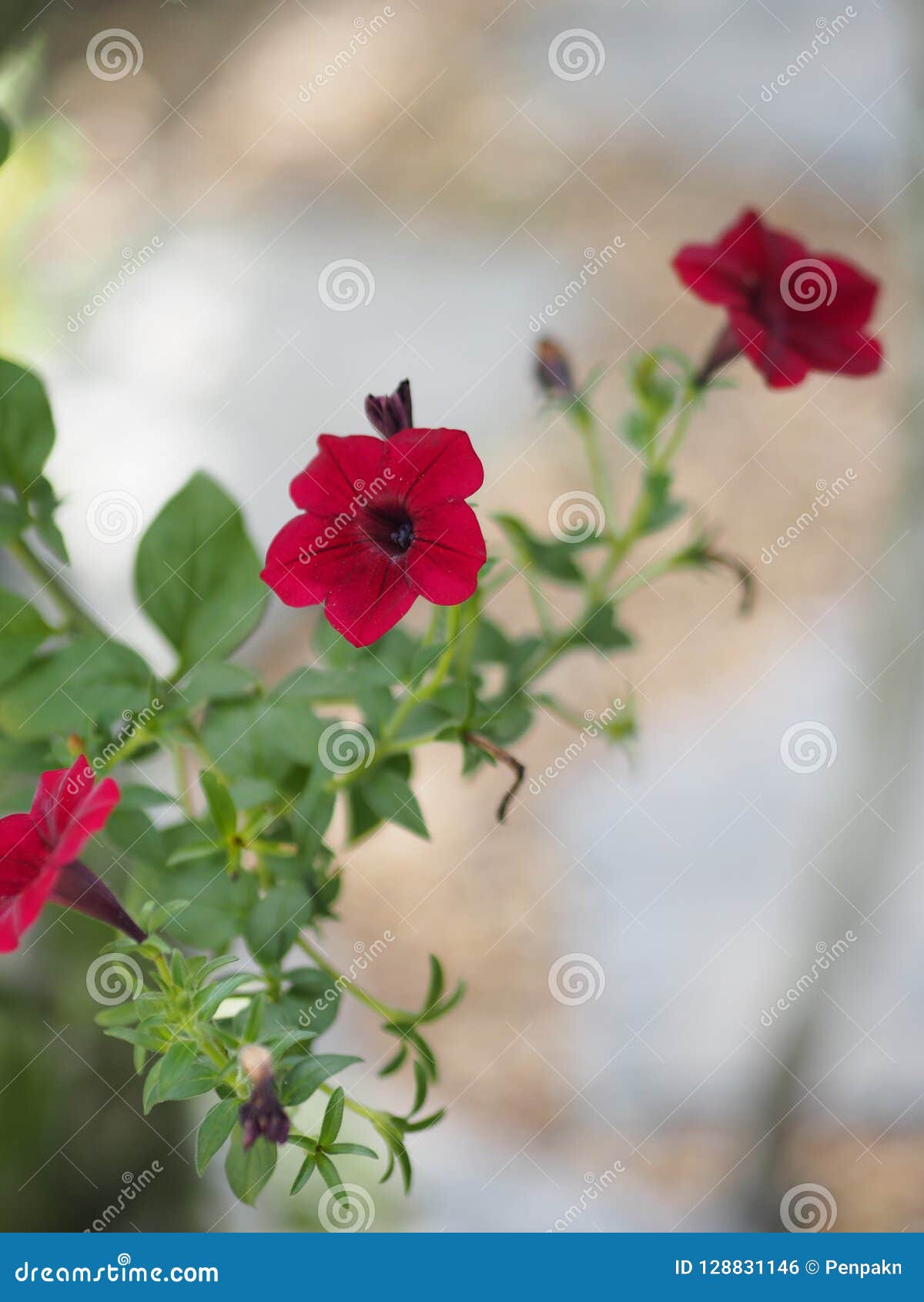 Little red flower stock photo. Image of nature, beauty - 128831146