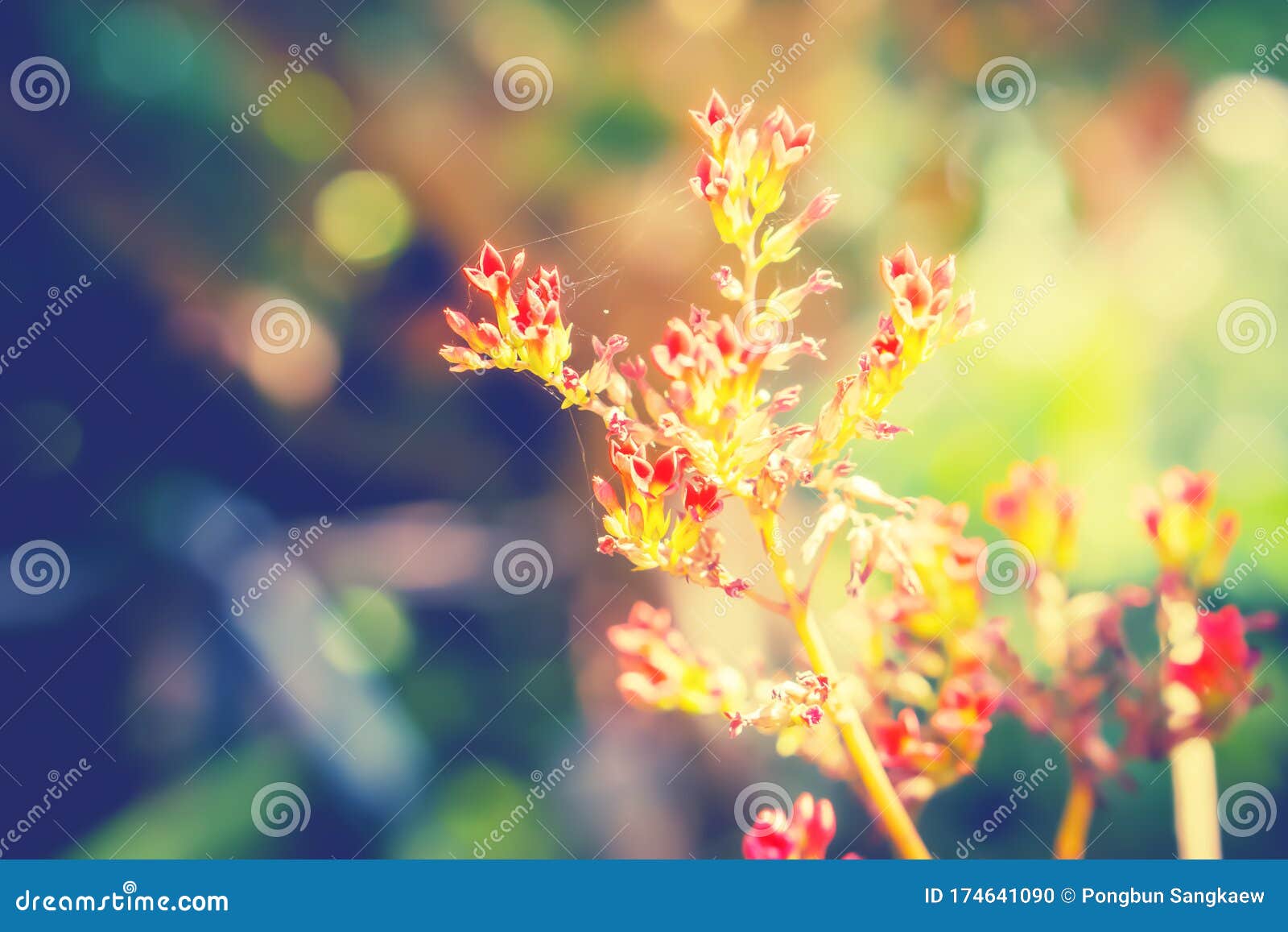 Little Red Flower Blooming Spring Nature Wallpaper Stock Photo - Image ...