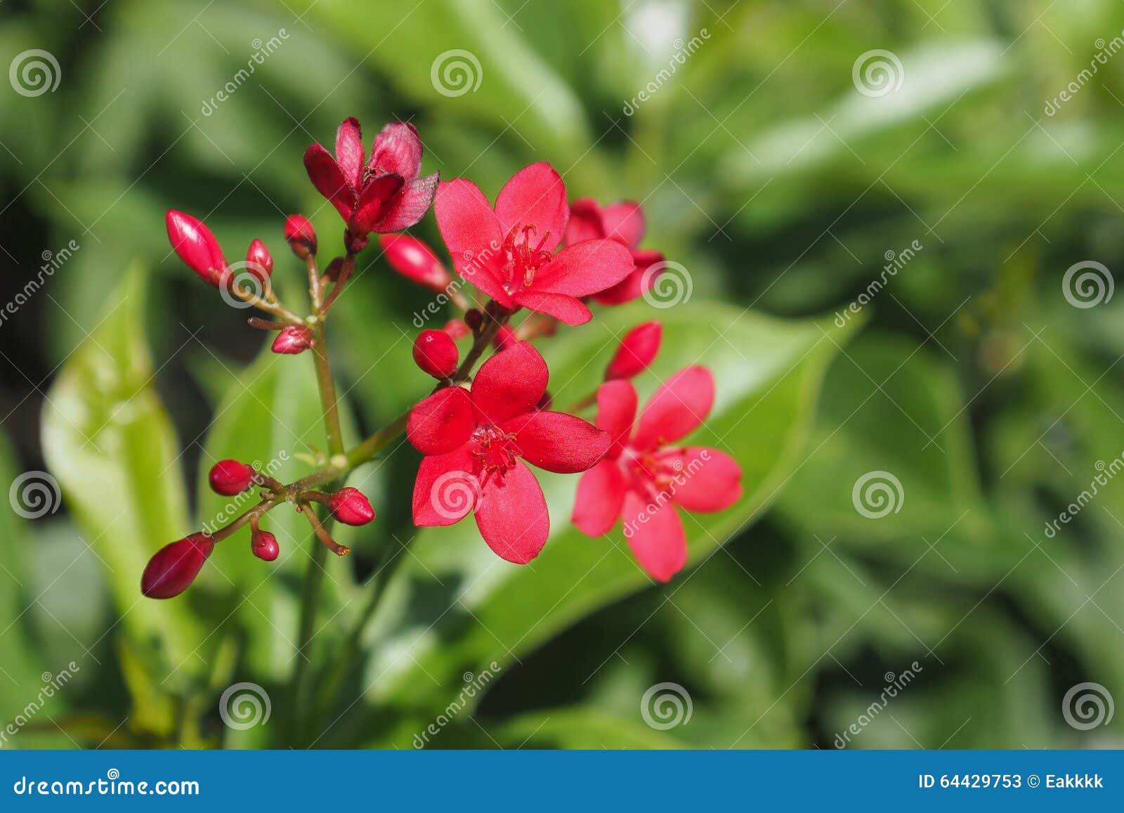 Little red flower closeup stock image. Image of tropical - 64429753