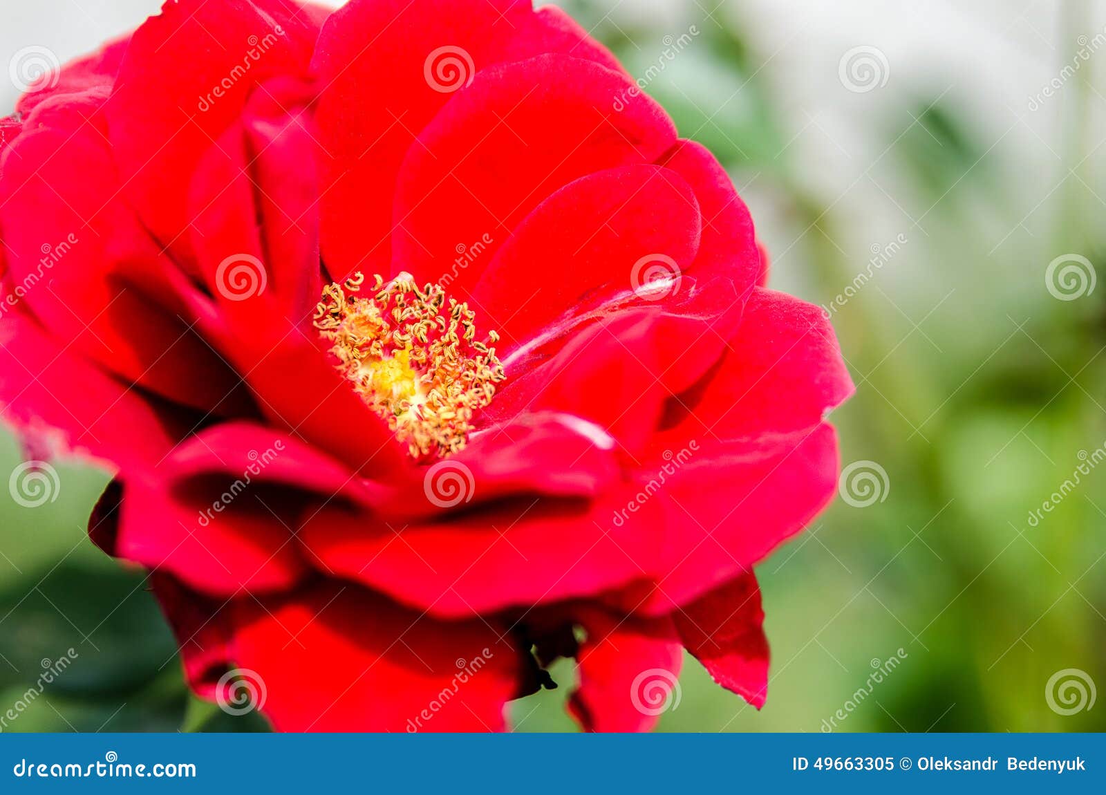 Little Red Flower, Closeup Shot Stock Image - Image of copy, close ...