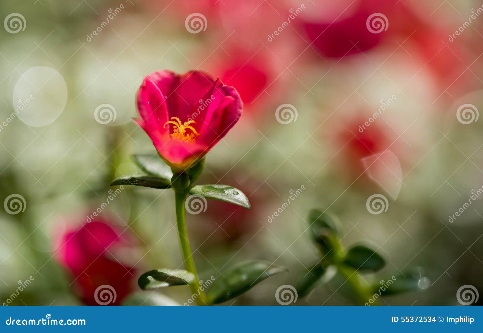 Little red flower stock photo. Image of garden, beauty - 55372534