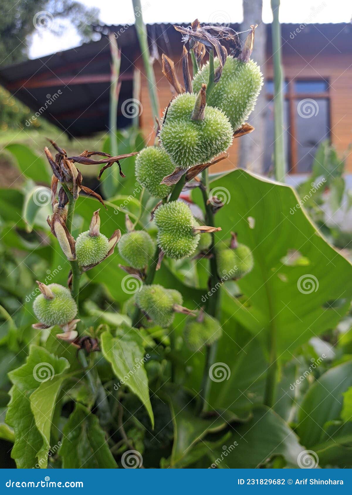 Flowers on the Side of the Road Stock Photo - Image of blossom, flowers ...
