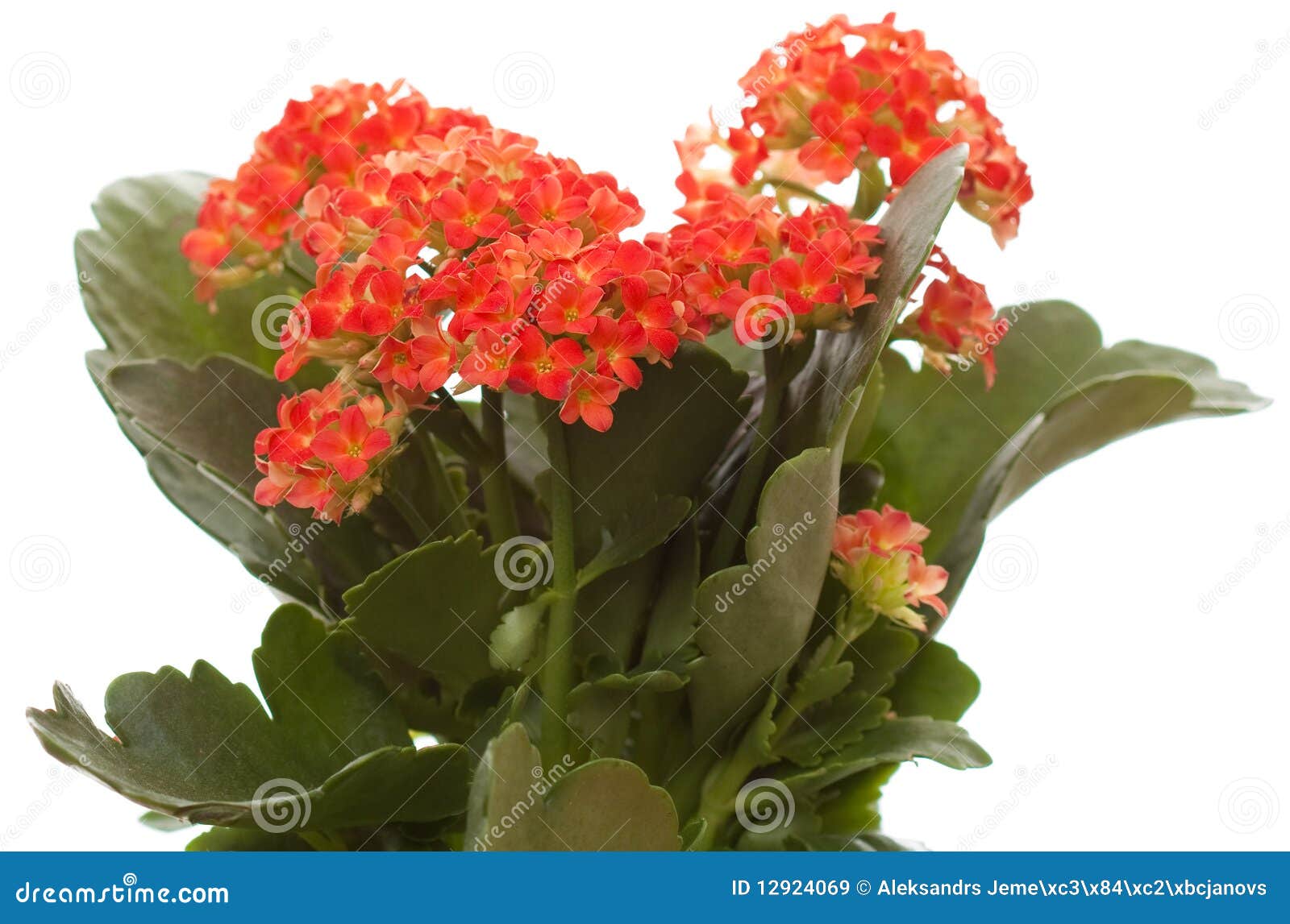 Little red flowers stock image. Image of flowers, leaf - 12924069