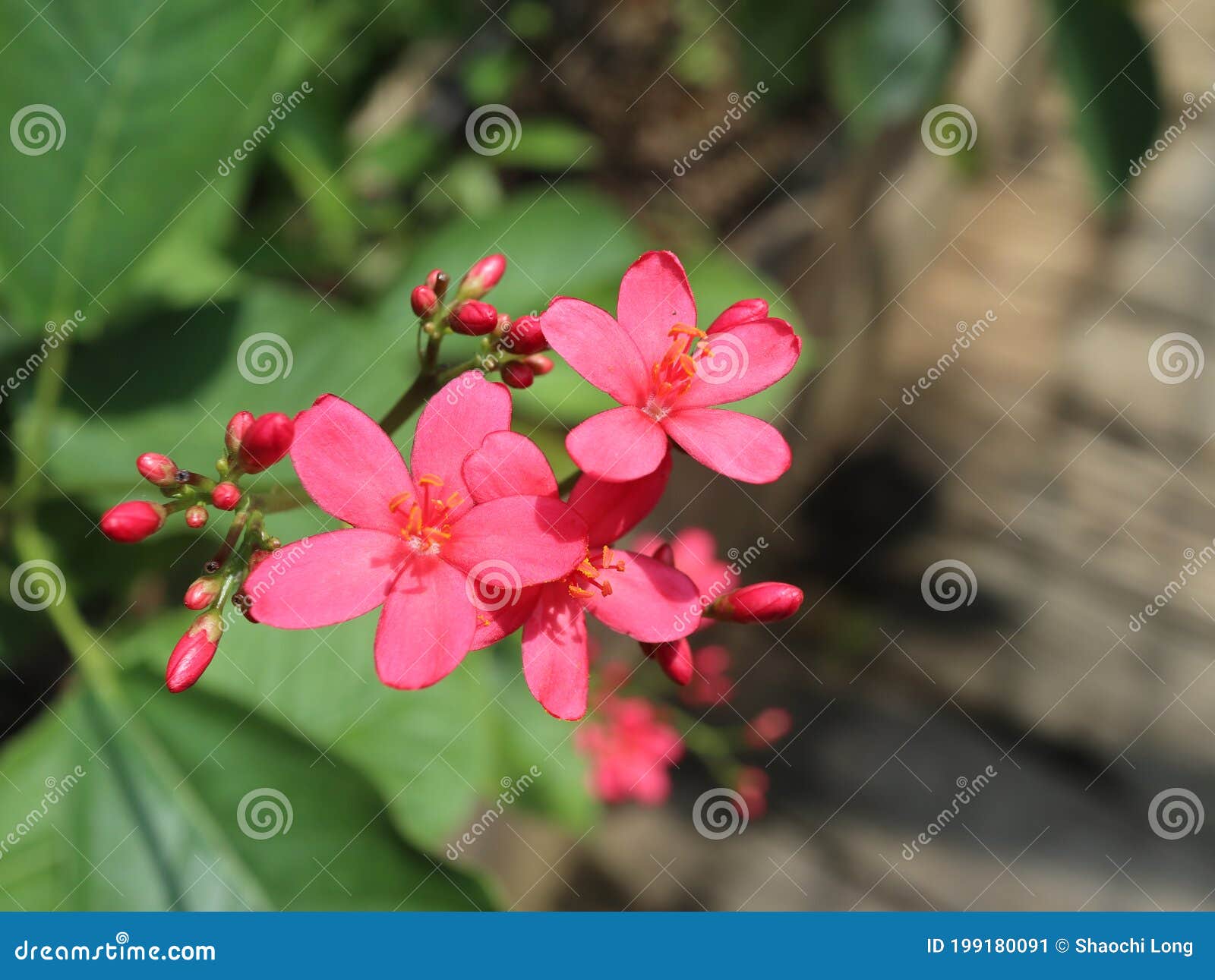 Little red flowers stock image. Image of blossom, flowers - 199180091
