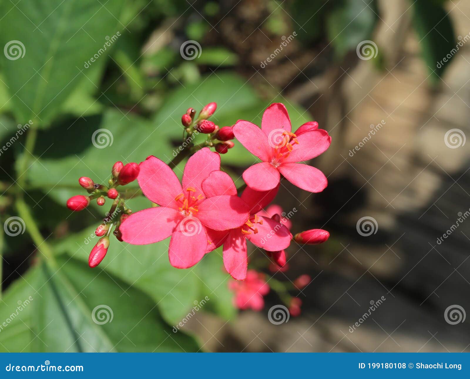 Little red flowers stock photo. Image of green, flower - 199180108