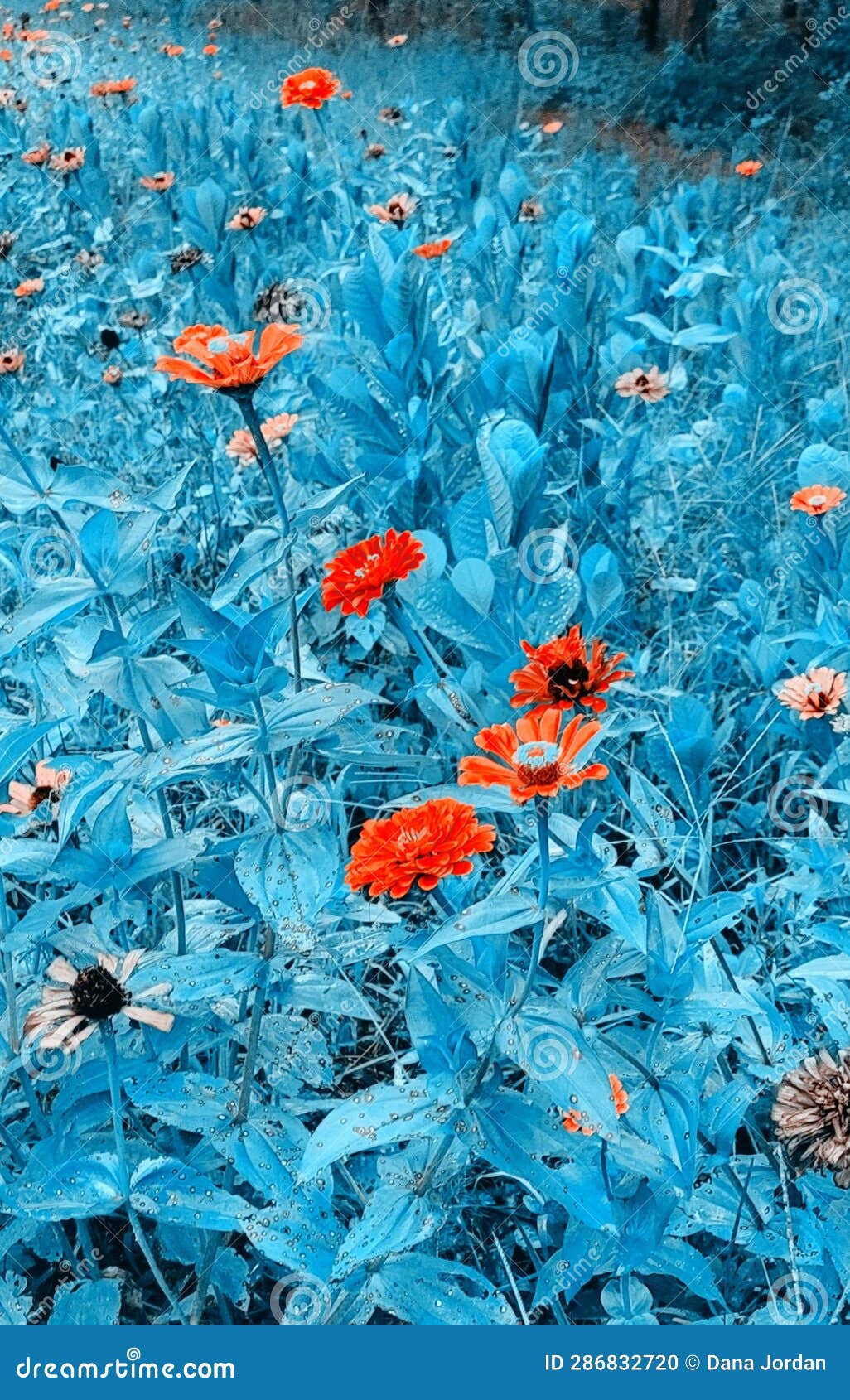 Little red flowers stock photo. Image of coral, pattern - 286832720