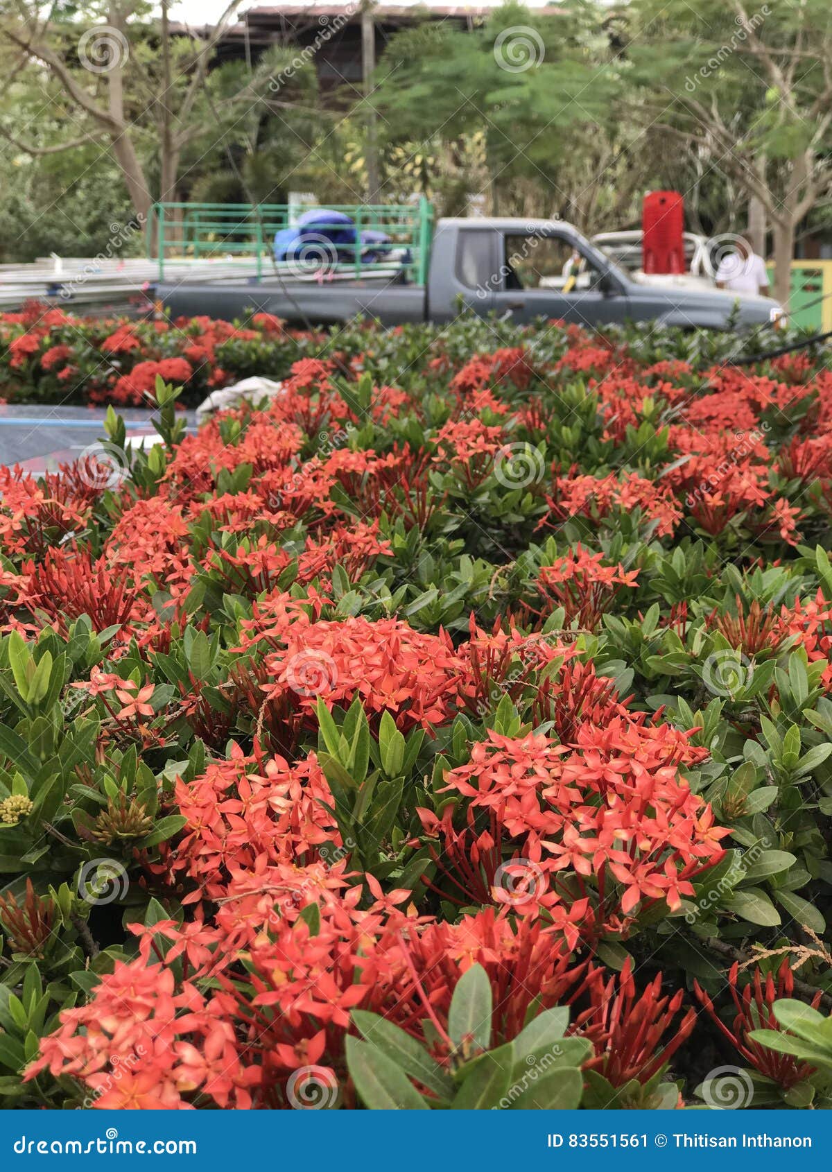 A little red flowers stock image. Image of fresh, leaf - 83551561