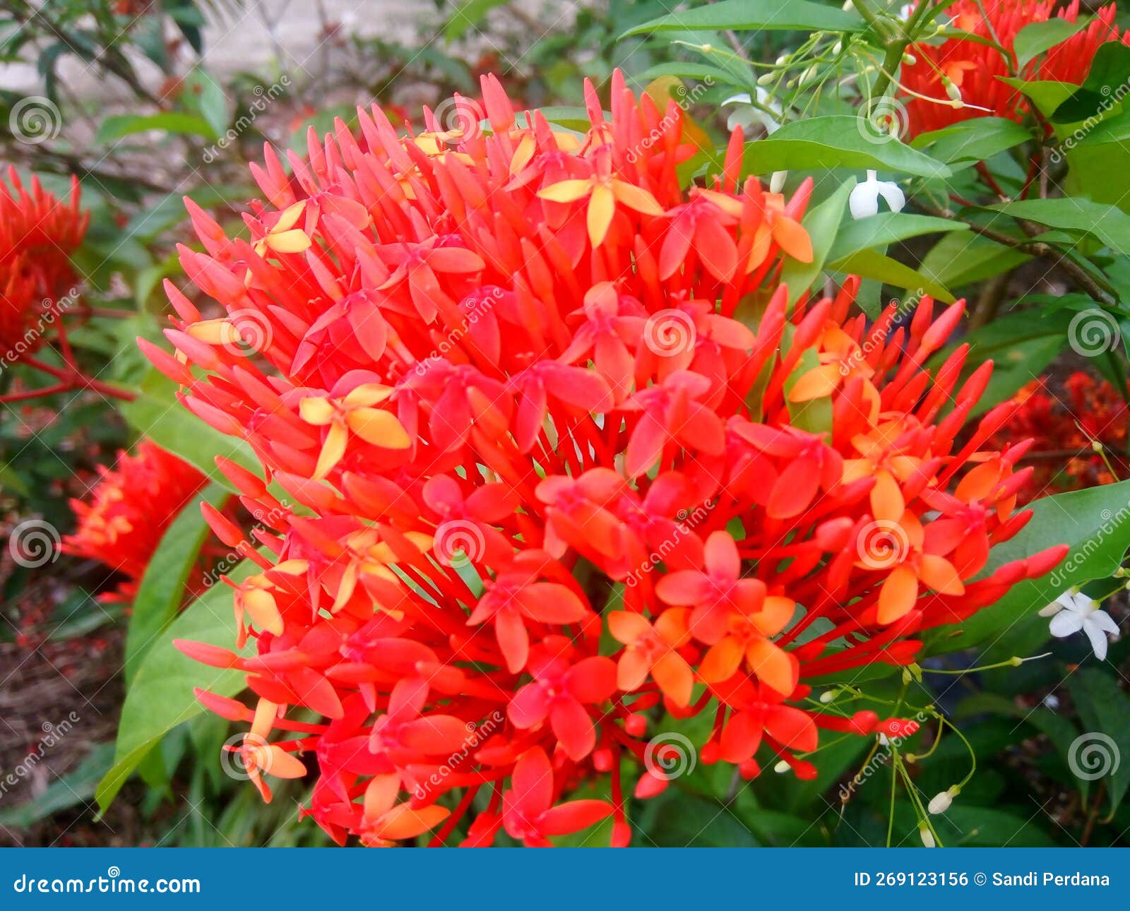 Little Red Flowers in the Down Stock Photo - Image of wildflower, petal ...
