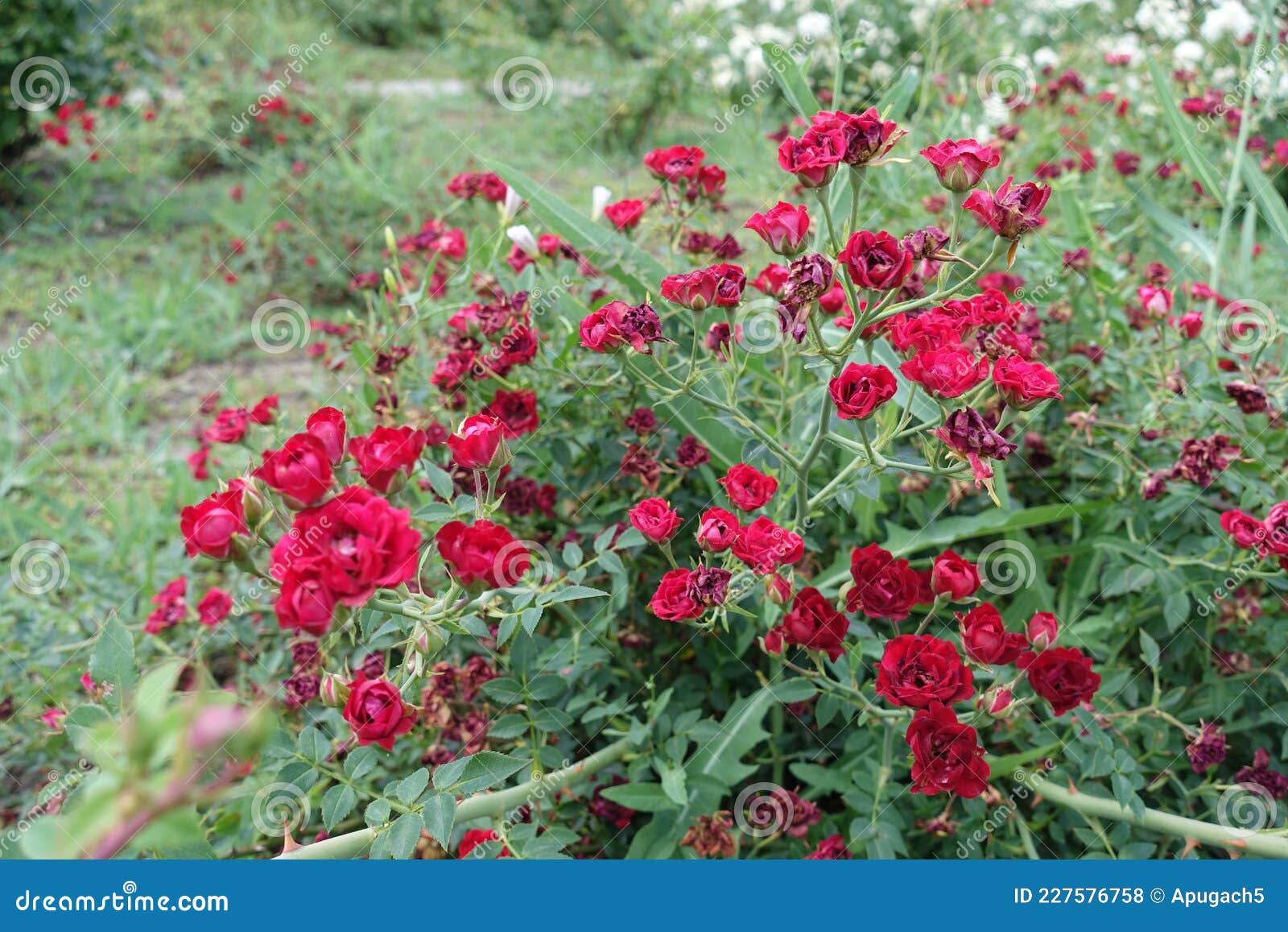 Little Red Flowers of Roses Stock Photo - Image of park, cultivar ...