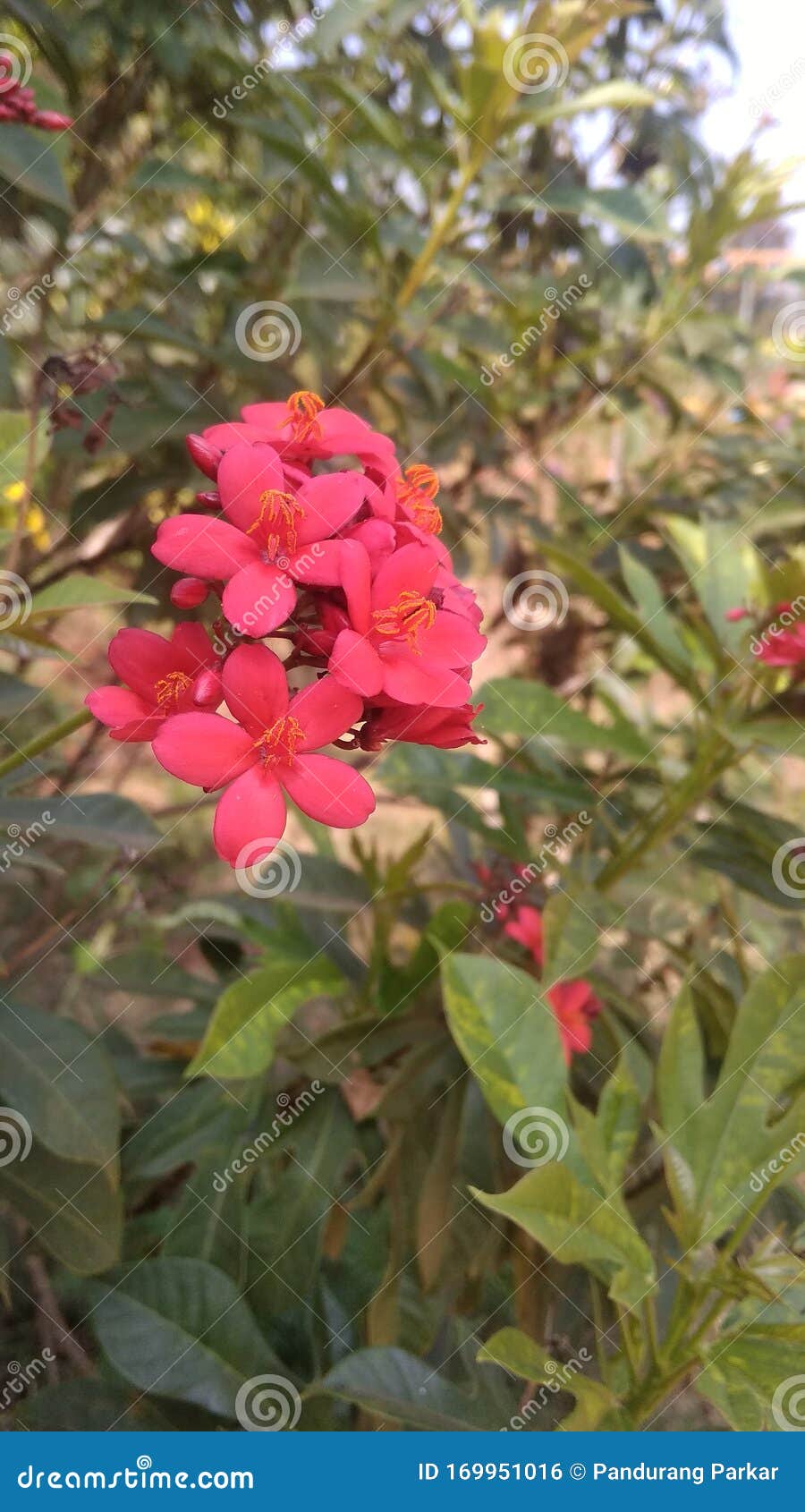 A Little Red Flowers on the Tree Stock Photo - Image of garden, little ...