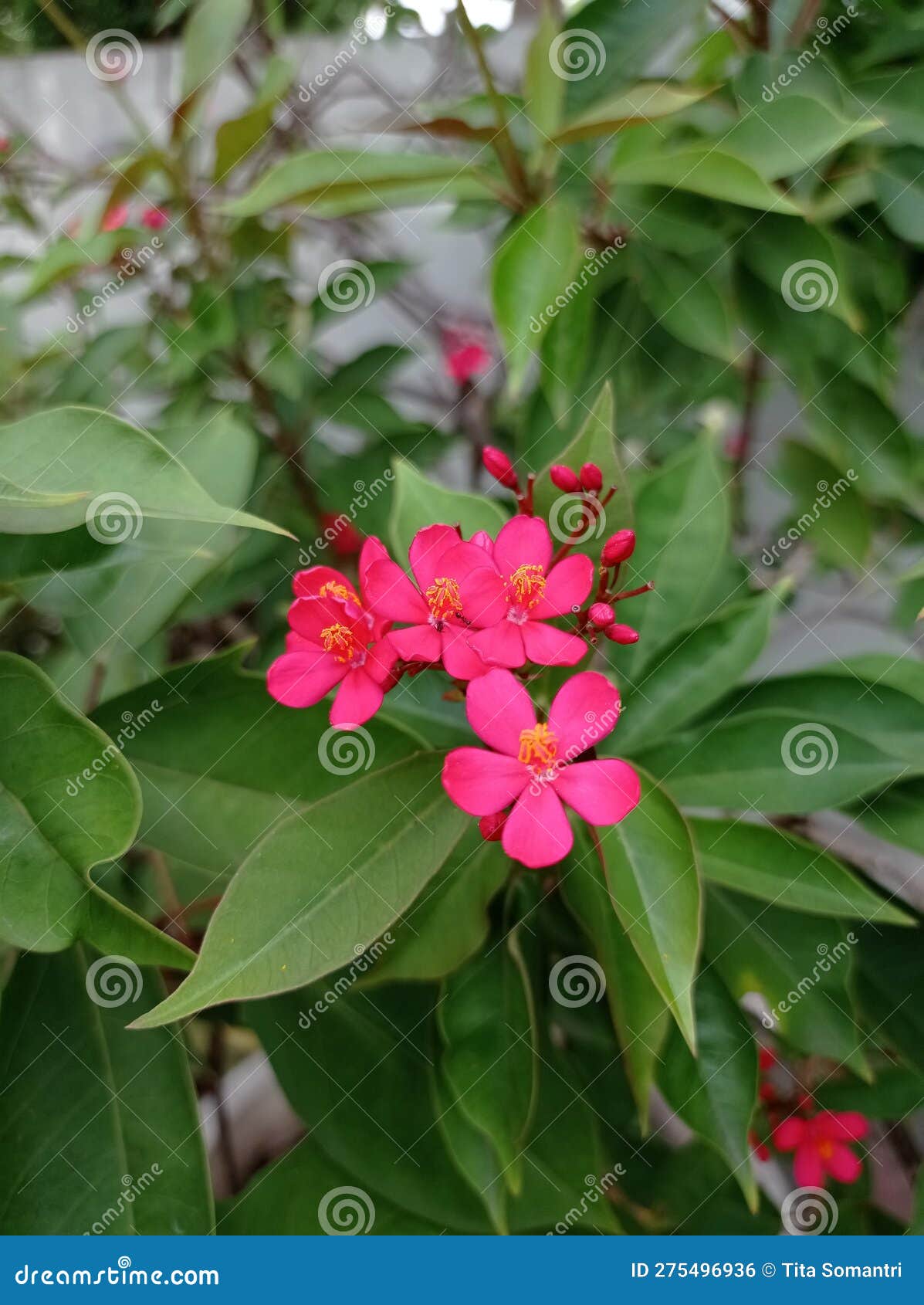 Little Red Flowers in the Yard Stock Photo - Image of aesthetic, yard ...
