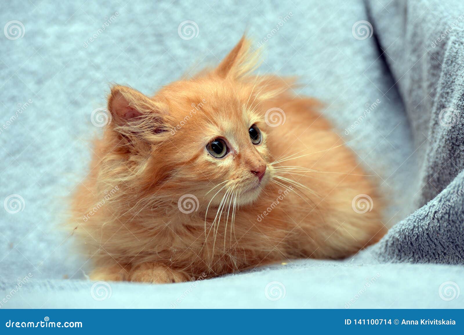 Little Red Fluffy Scared Kitten Stock Photo - Image of kitty, color ...