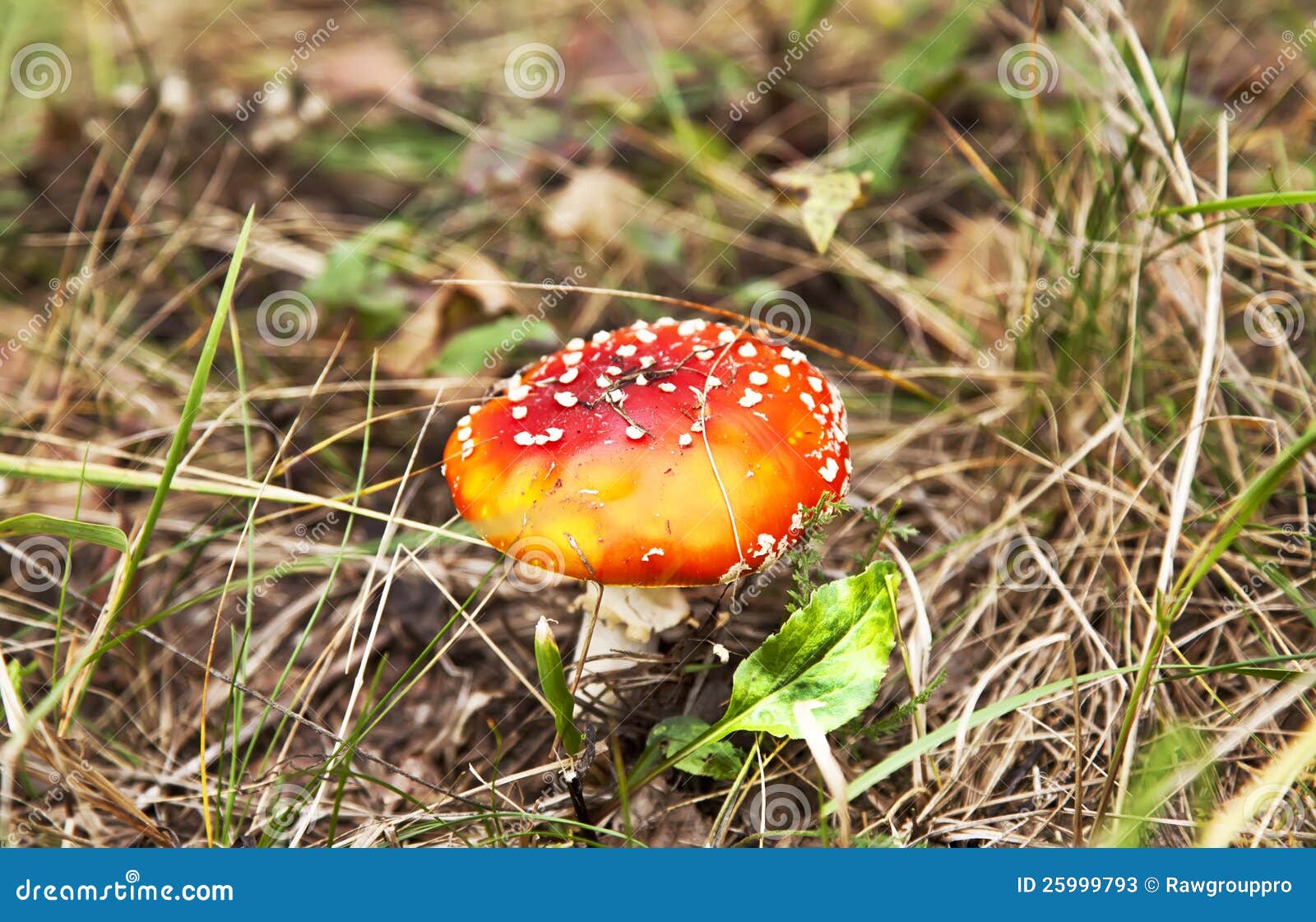 Little Red Fly-agaric Mushroom Forest Stock Image - Image of forest ...