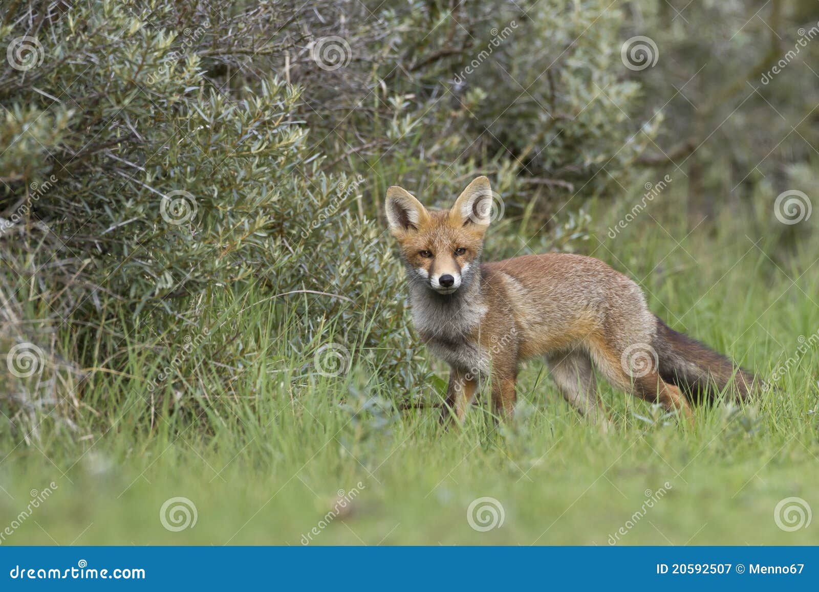 Little red fox stock image. Image of canine, nature, predator - 20592507