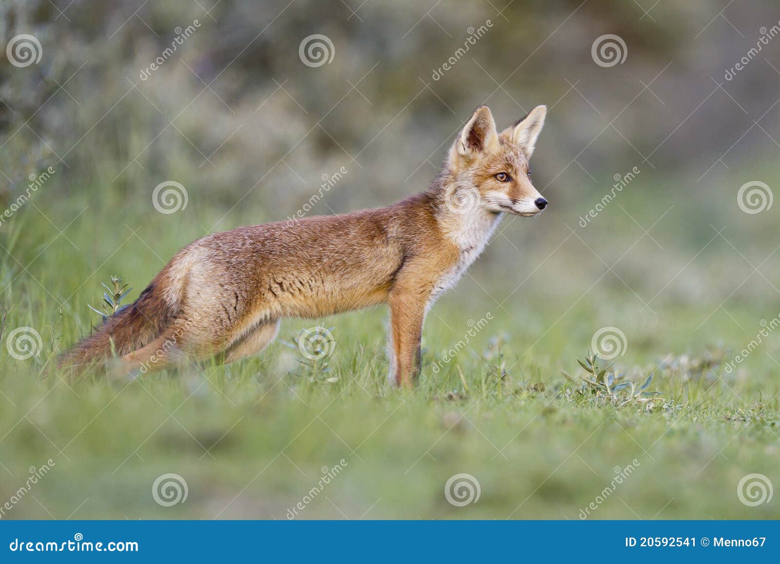 Little red fox stock image. Image of family, alert, clea - 20592541