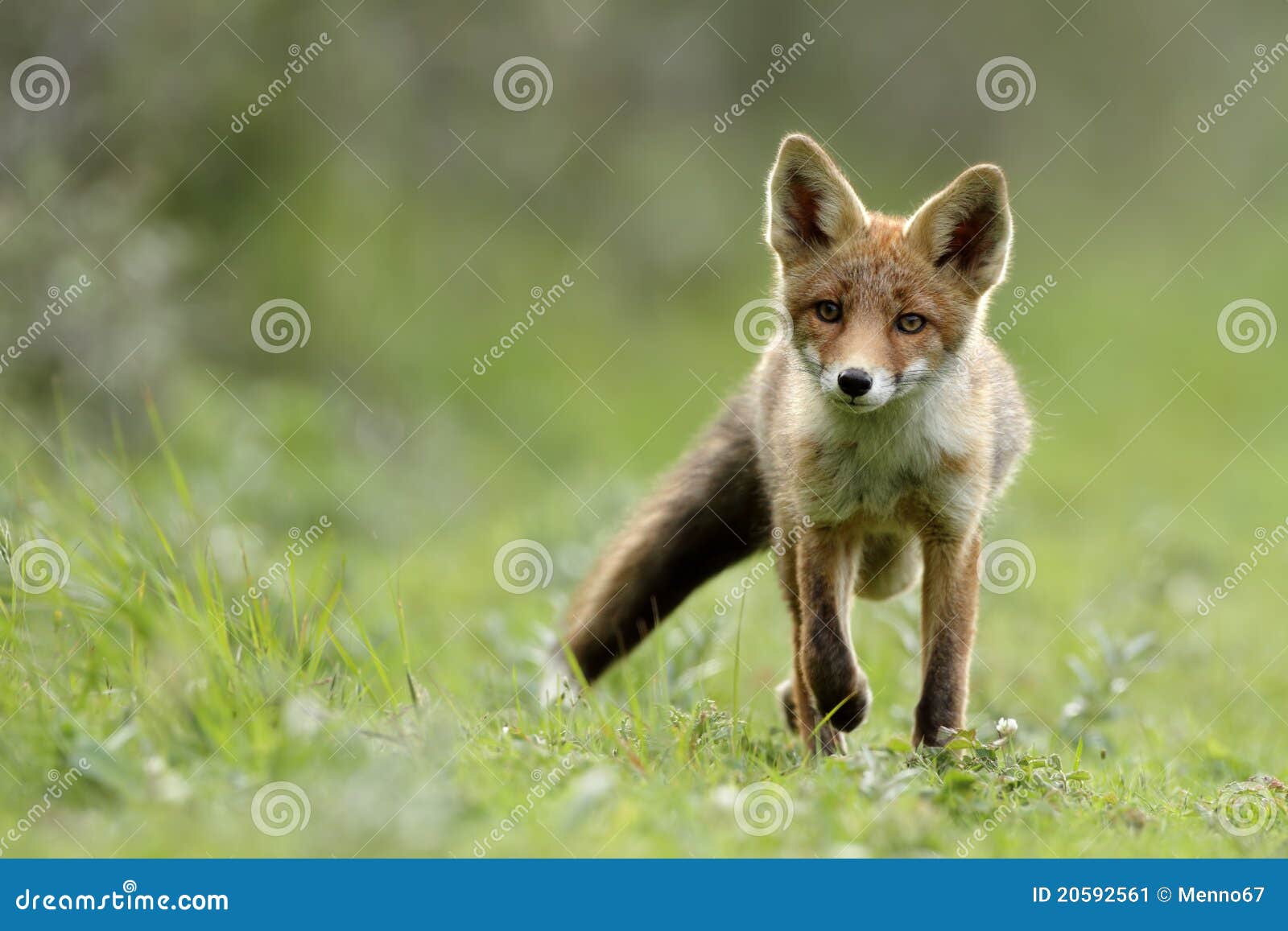 Little red fox stock image. Image of alert, nimal, portrait - 20592561