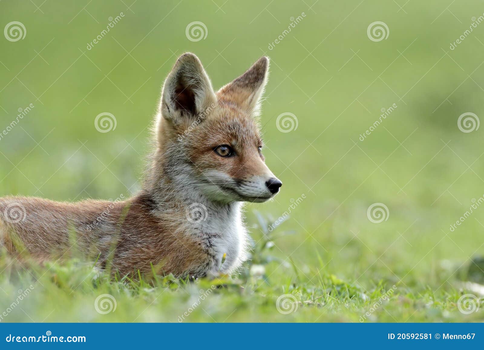Little red fox stock image. Image of furry, close, nimal - 20592581
