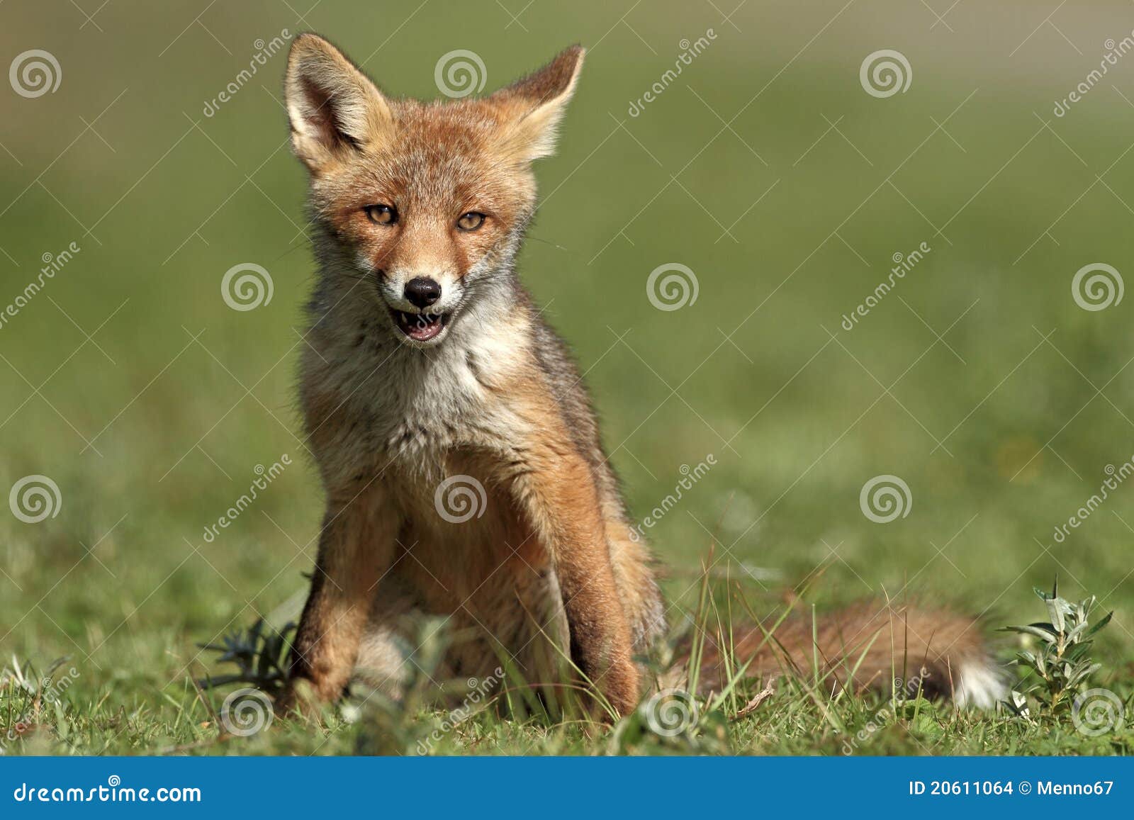 Little red fox stock photo. Image of grass, devious, outdoors - 20611064