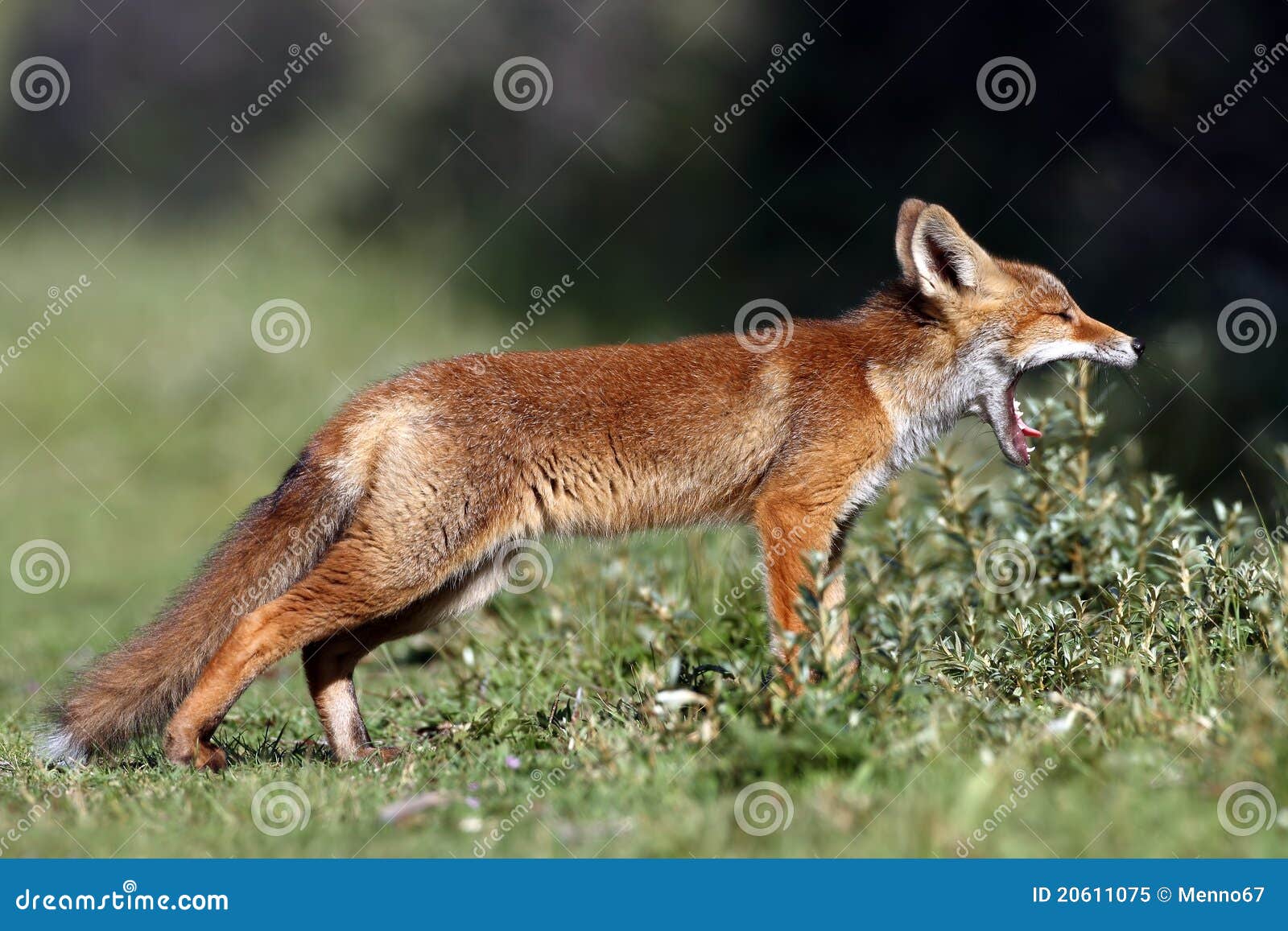 Little red fox stock image. Image of green, outdoors - 20611075