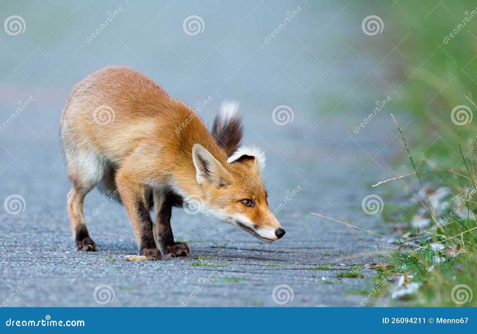 Little Red fox stock image. Image of hunt, nature, canid - 26094211