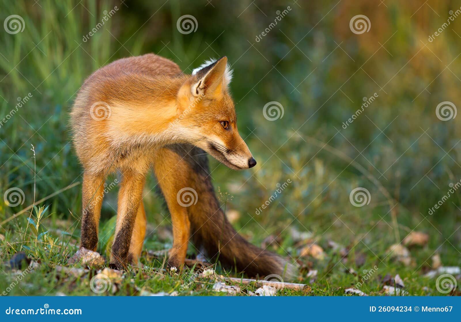Little Red fox stock photo. Image of clea, cute, look - 26094234
