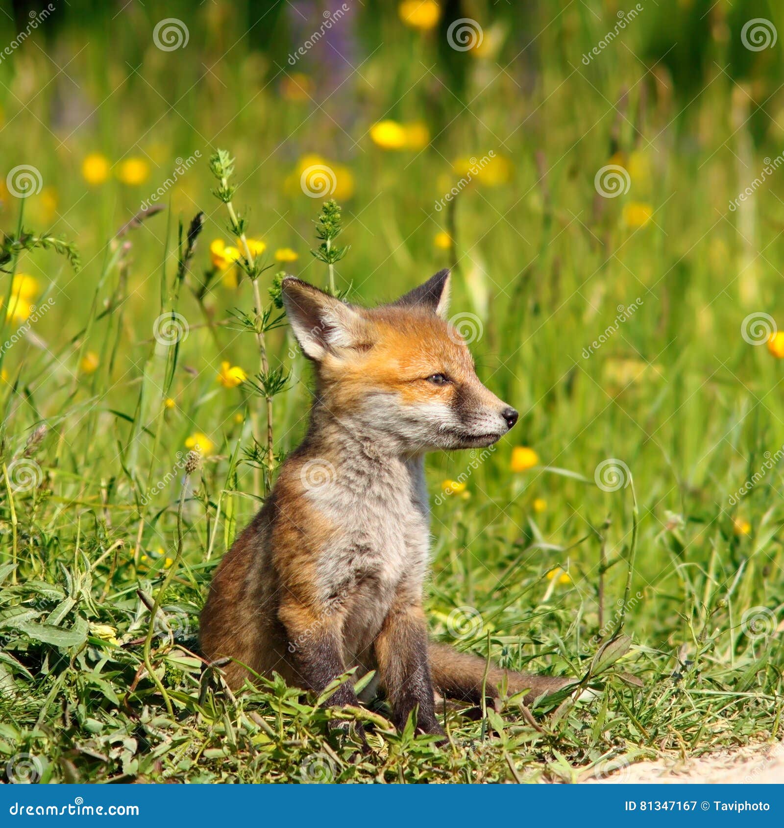 Little red fox cub stock image. Image of baby, nature - 81347167