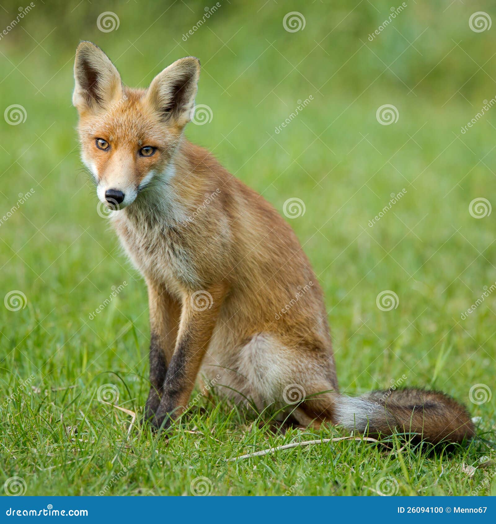 Little Red Fox in the Dunes Stock Photo - Image of hole, female: 26094100