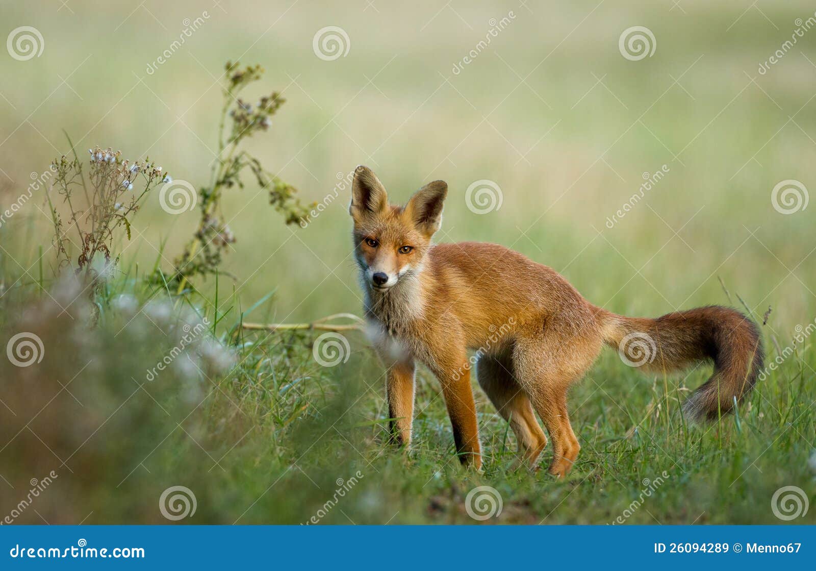 Little Red Fox in the Dunes Stock Image - Image of nose, animal: 26094289