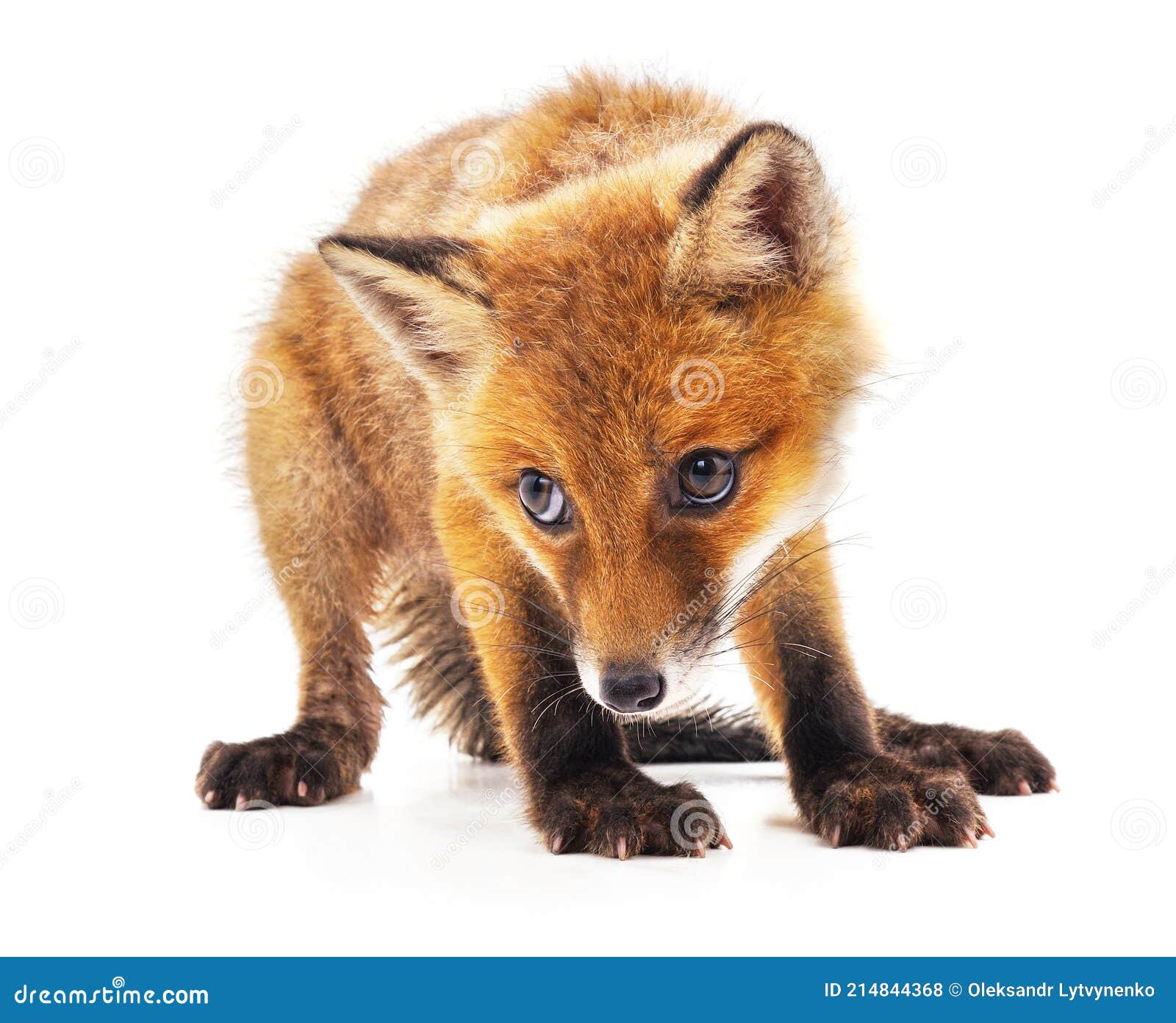Little red fox stock photo. Image of fluffy, animal - 214844368