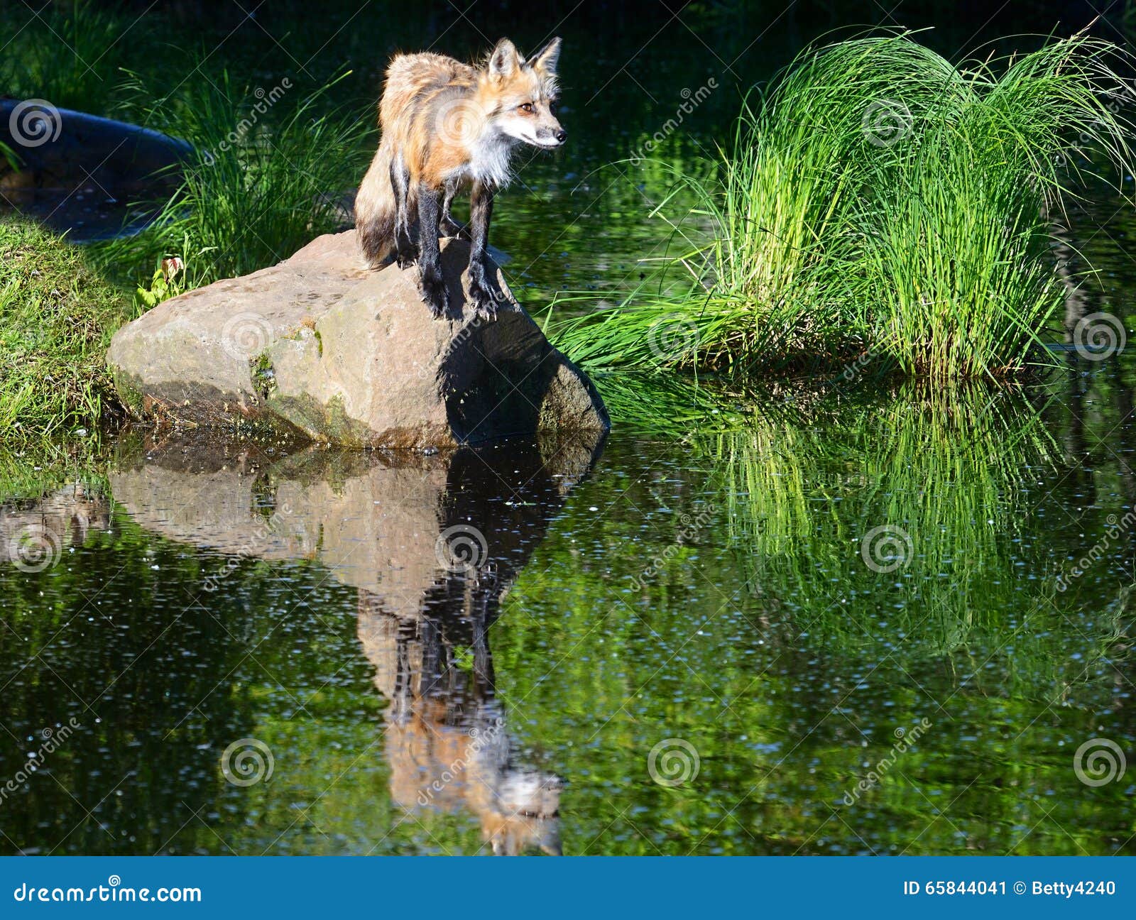 Little Red Fox Showing His Reflection in Water. Stock Image - Image of ...