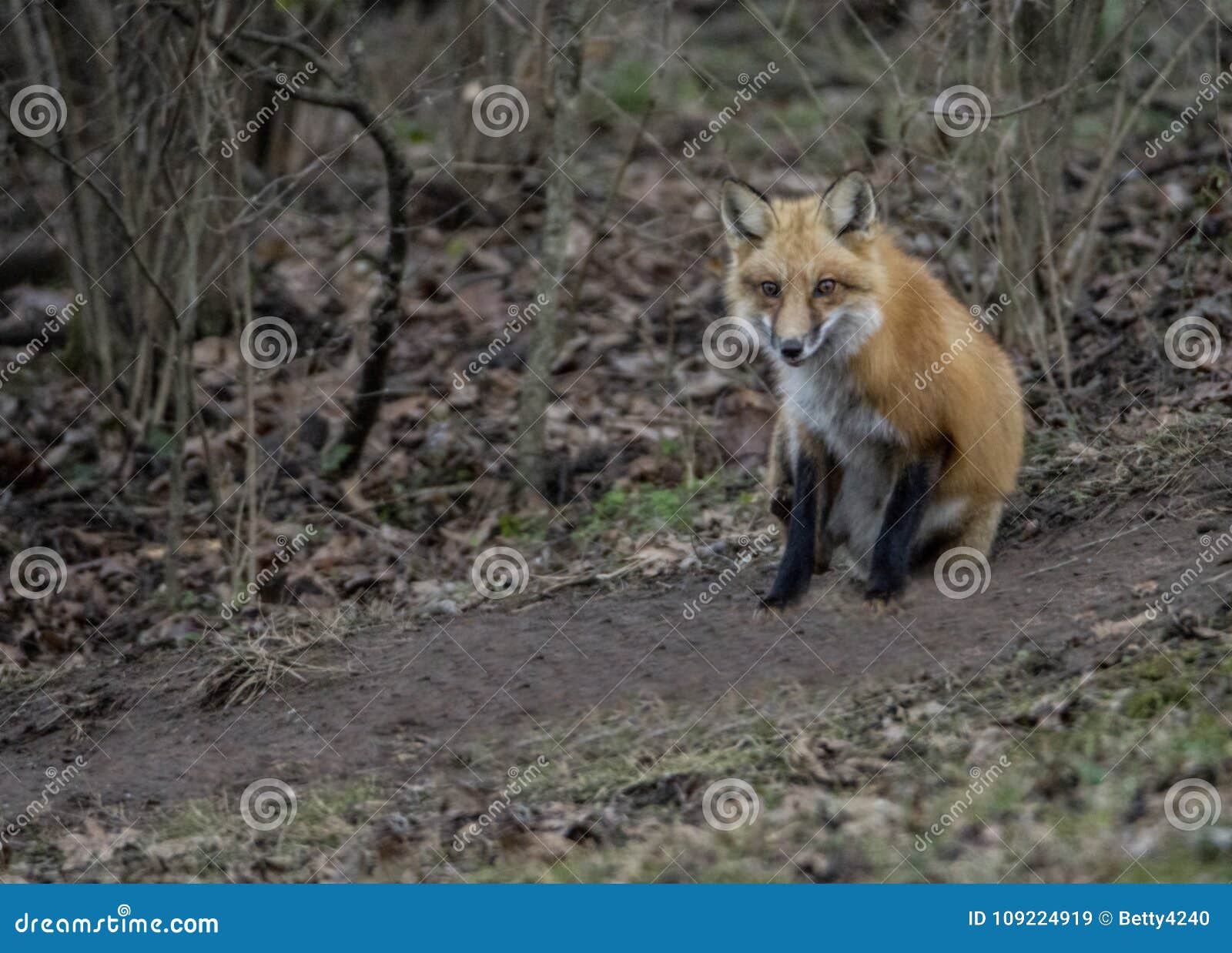 Little Red Fox Sits, Staring at the Camera. Stock Image - Image of ...