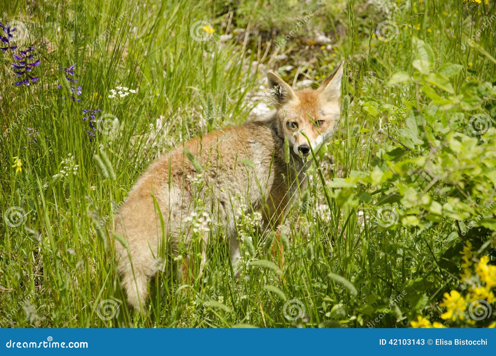 Little red fox stock image. Image of lovely, natural - 42103143