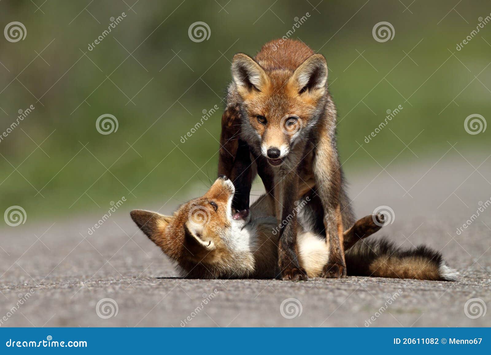 Little red foxes stock photo. Image of cute, burrow, mammal - 20611082