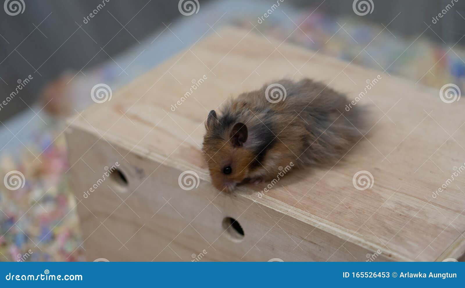 Little red-haired mouse stock image. Image of fluffy - 165526453